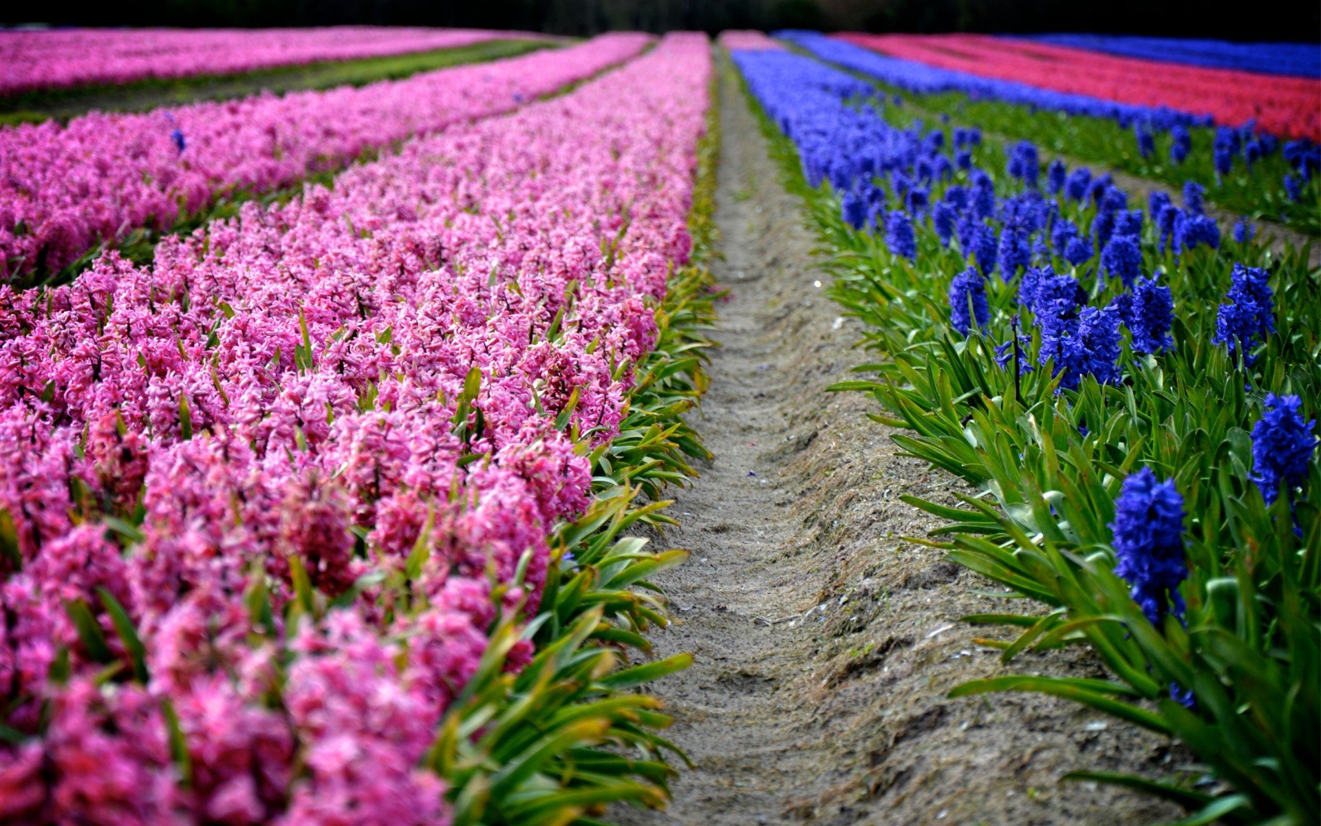 Vibrant Nature Blooms: HD Floral Meadow Wallpaper | 1920x1200 ...