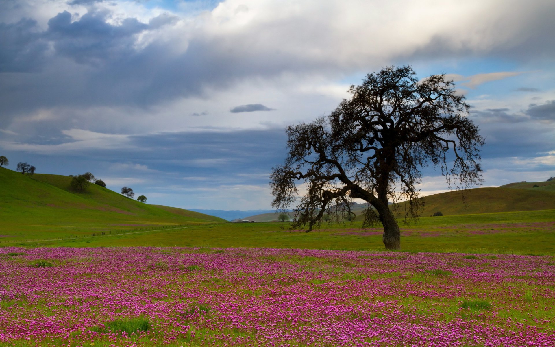 Serene Tree Amidst Blossoming Nature – HD Wallpaper | 2560x1600 ...