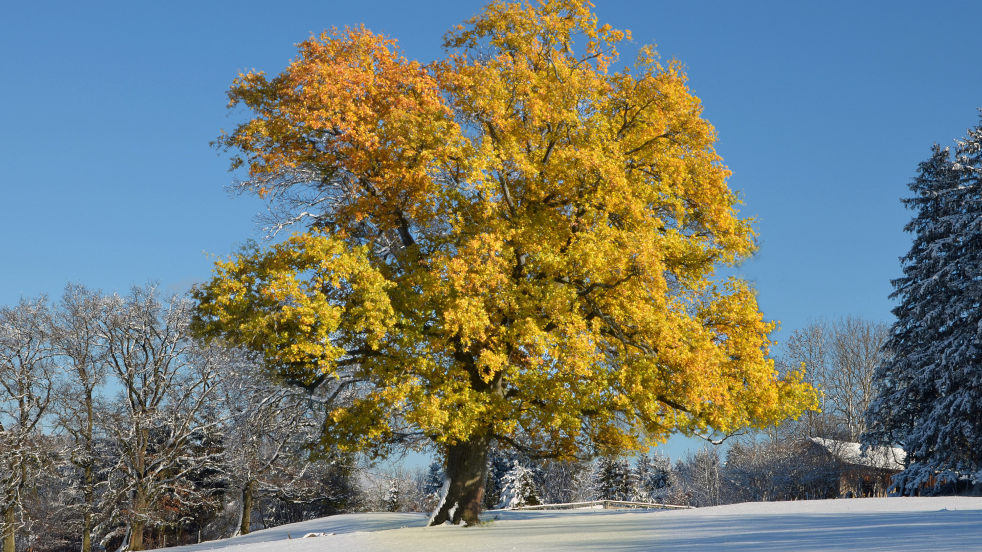 Download Nature Tree HD Wallpaper