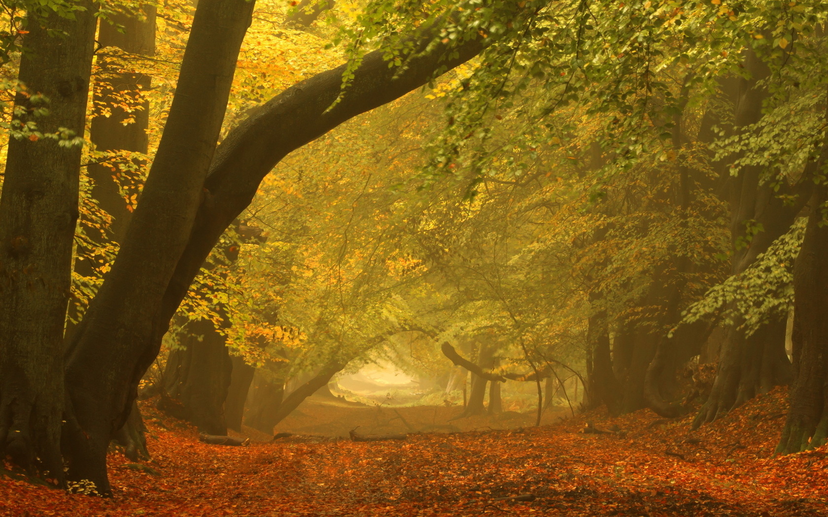 Download Nature Forest Wallpaper