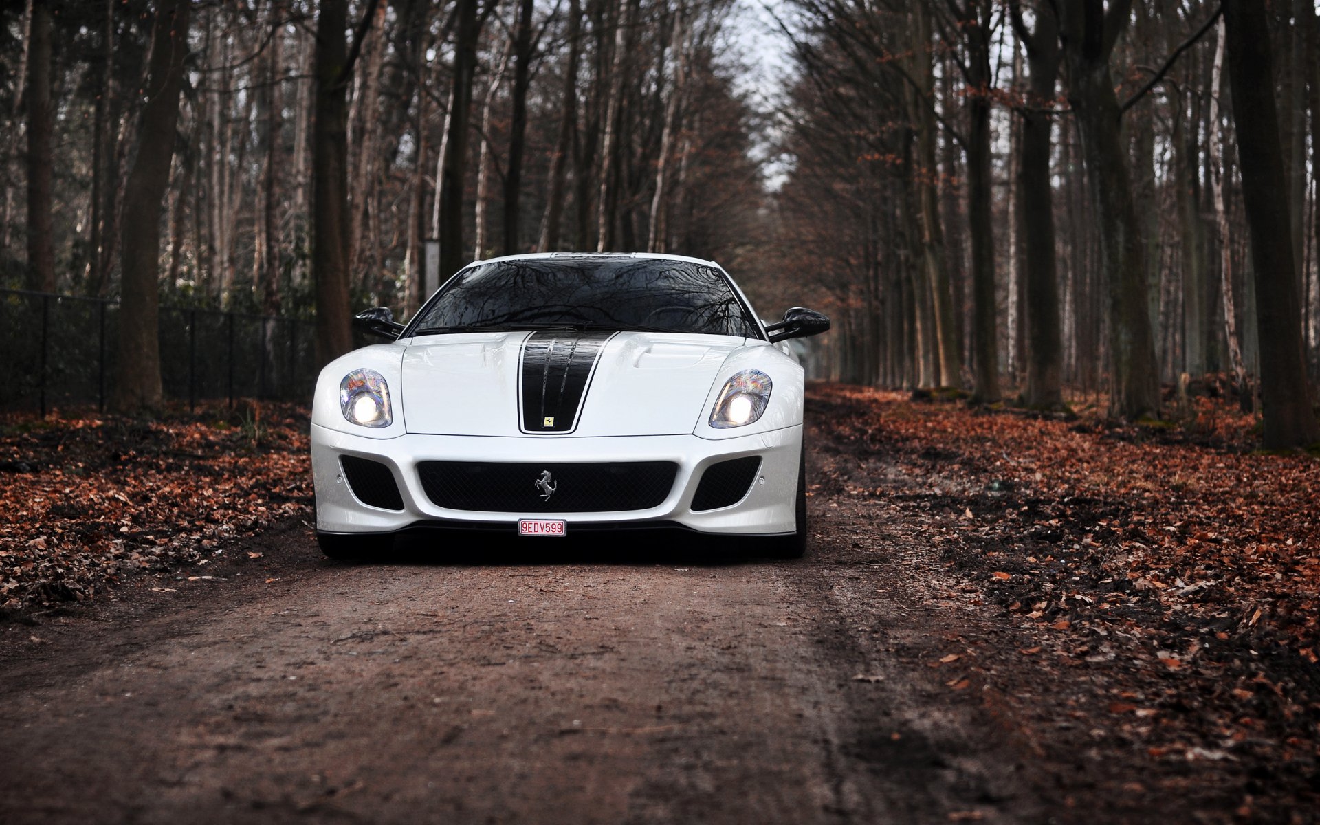 HD Ferrari Thrill: Sleek Speed Meets Forest Drive | 2560x1600 ...