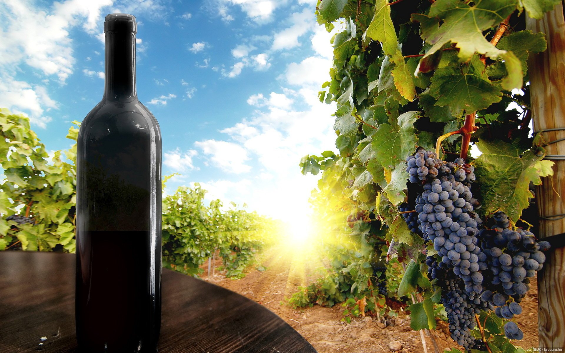 Wine Wallpaper 23