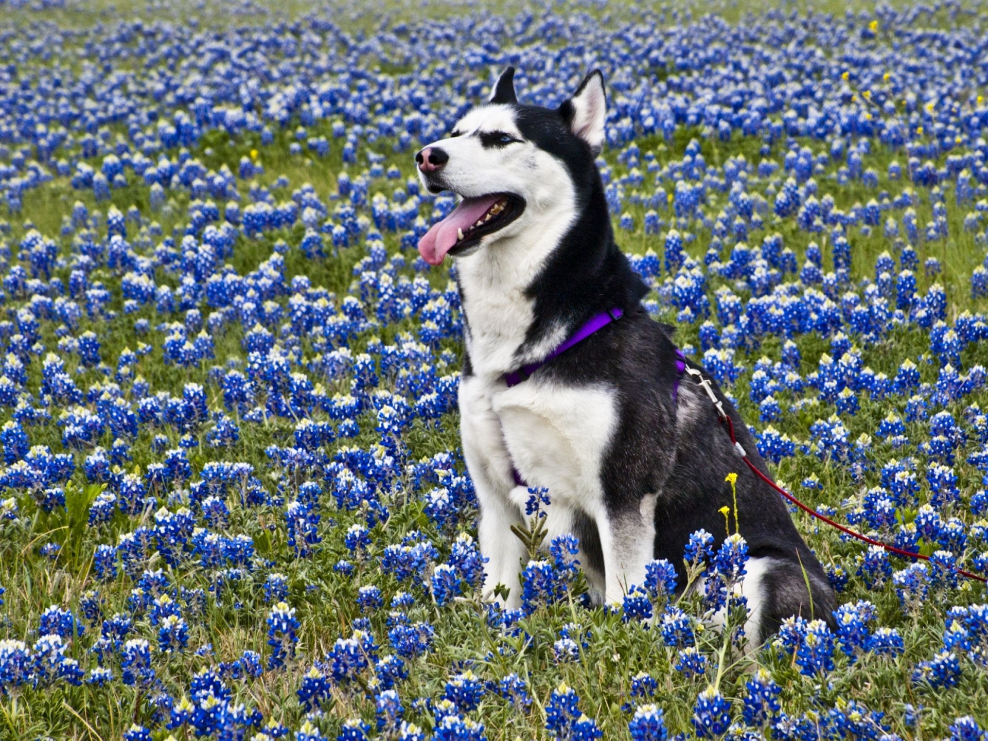 Majestic Husky in Bloom: Vibrant HD Animal Wallpaper