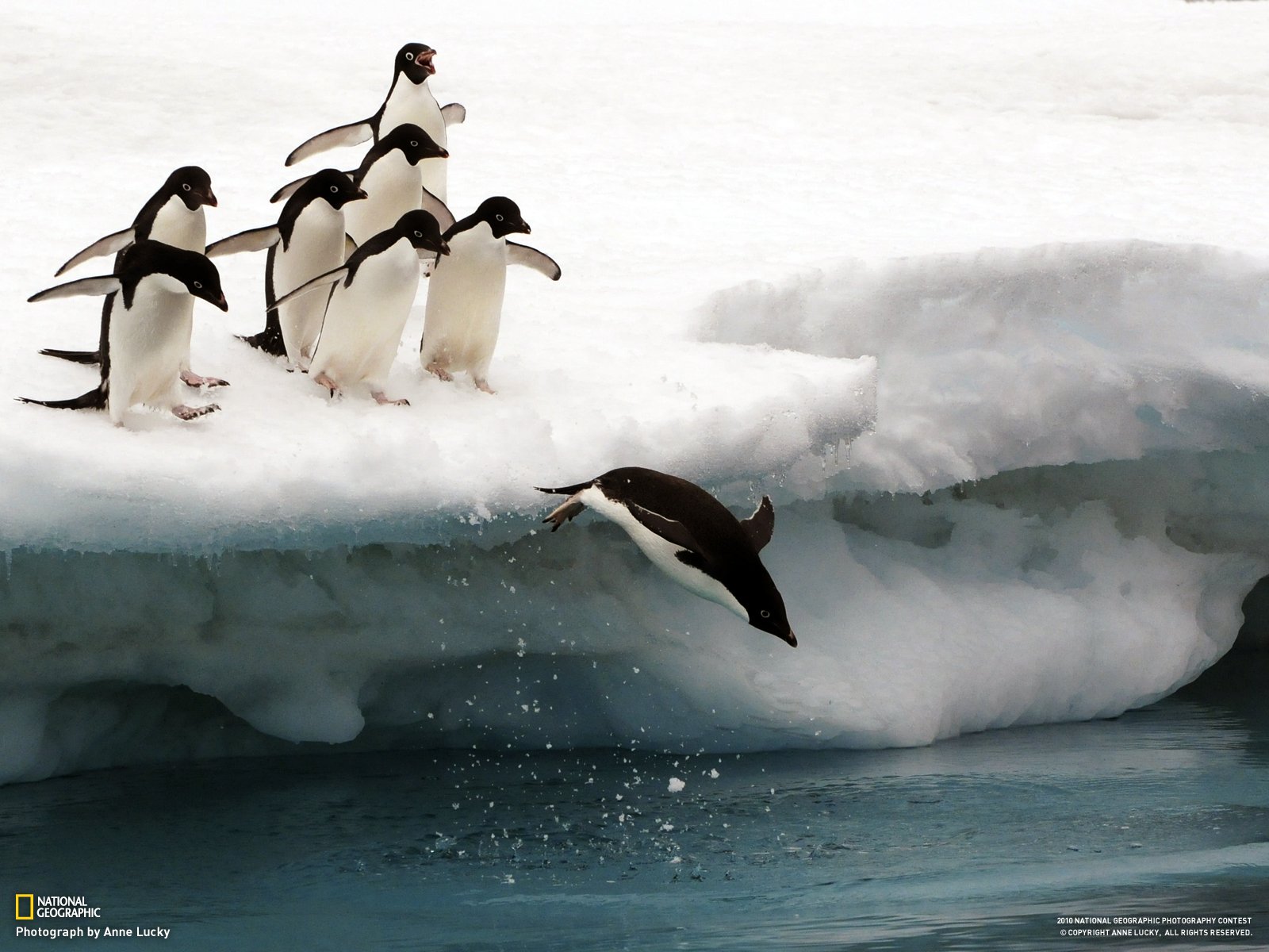 Download Animal Penguin Wallpaper | 1600x1200 | Wallpaper Abyss