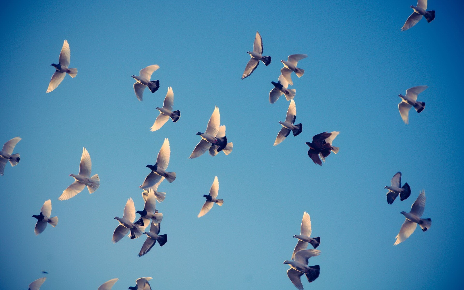 Soaring Doves: Stunning HD Bird Flight Wallpaper