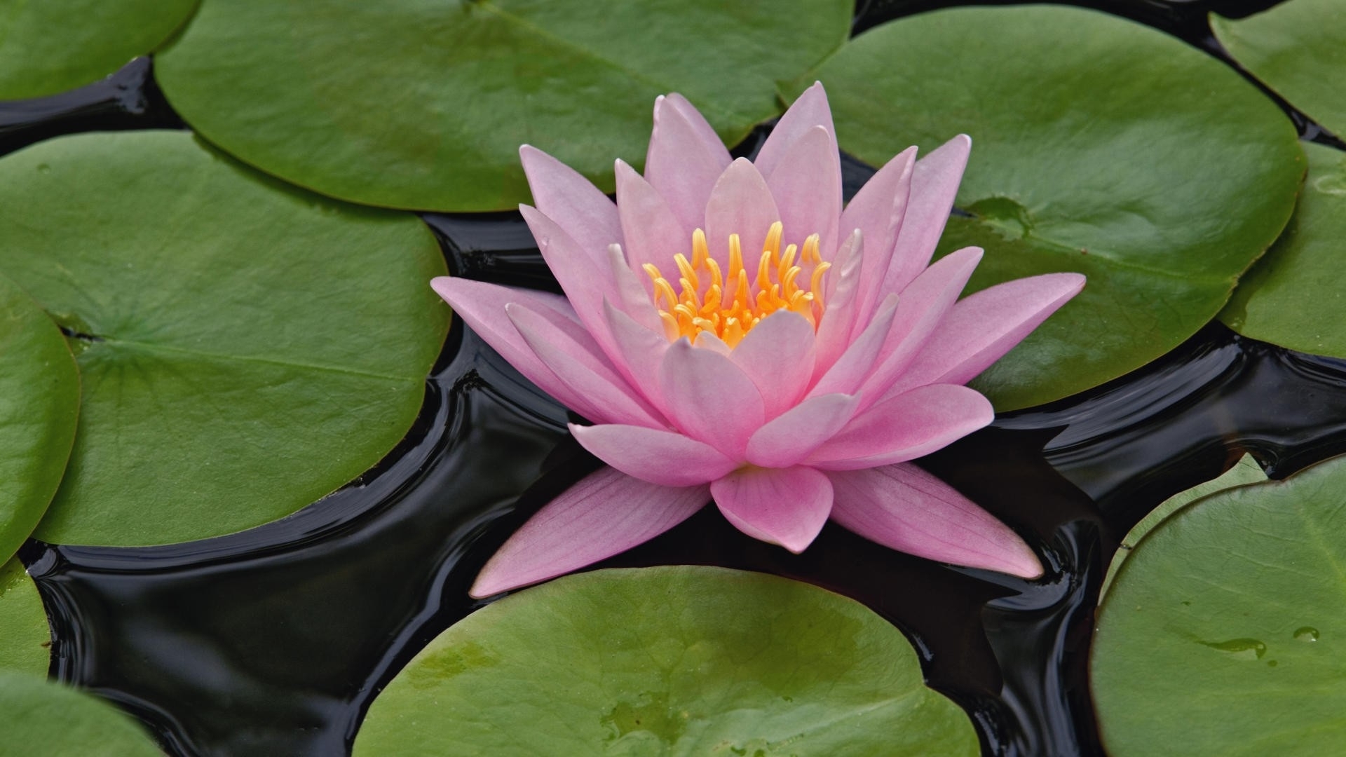 Serene Lotus Bloom: HD Nature Wallpaper