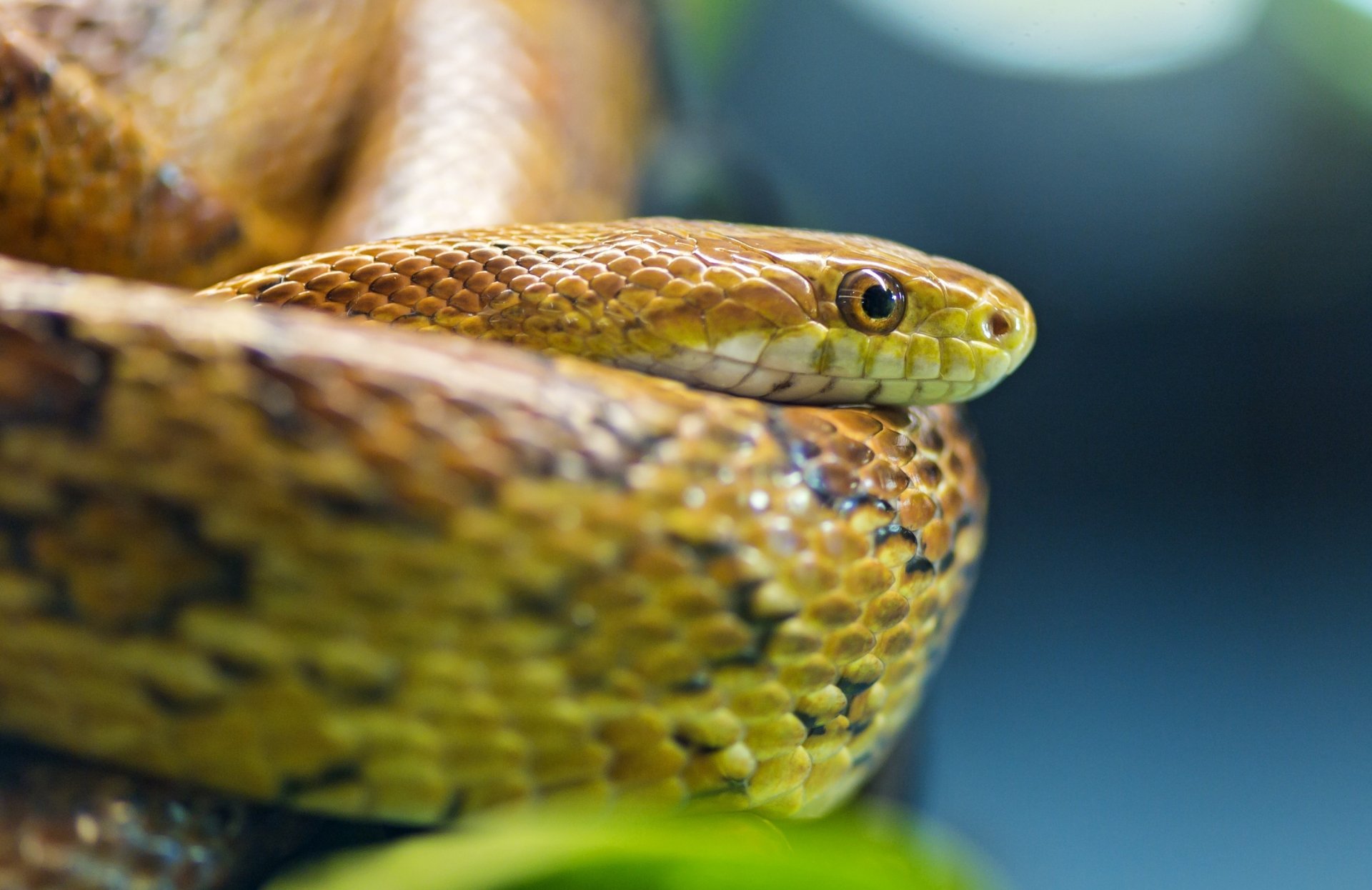 Download Animal Snake HD Wallpaper