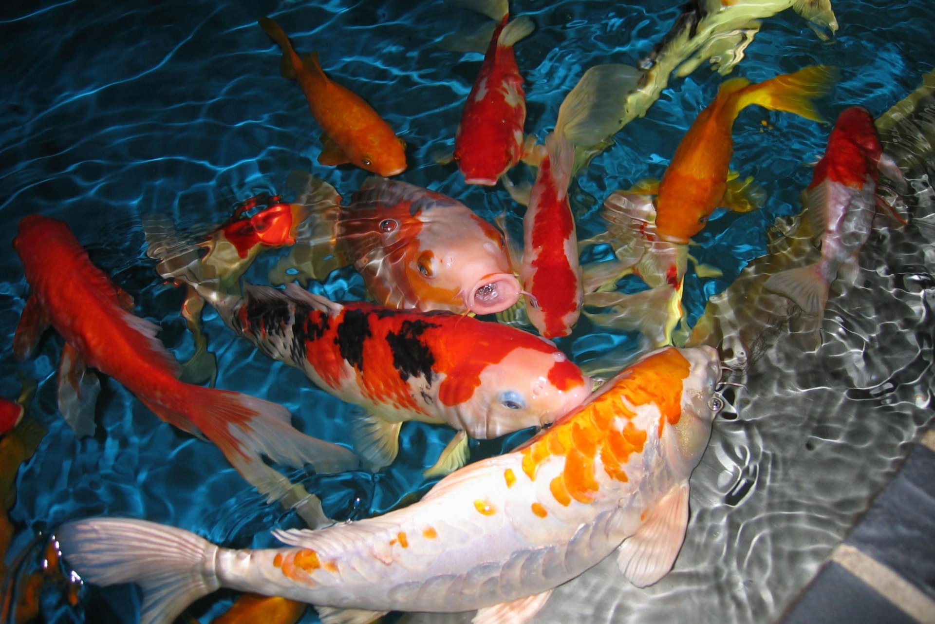 Download Animal Koi HD Wallpaper
