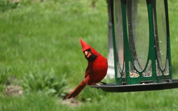 Cardinal HD Wallpaper | Background Image | 2000x1268