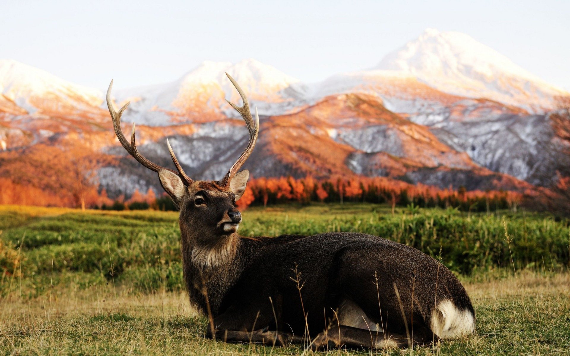 Majestic Deer in HD: Nature’s Serenity Unfolded | 2880x1800 | Wallpaper ...