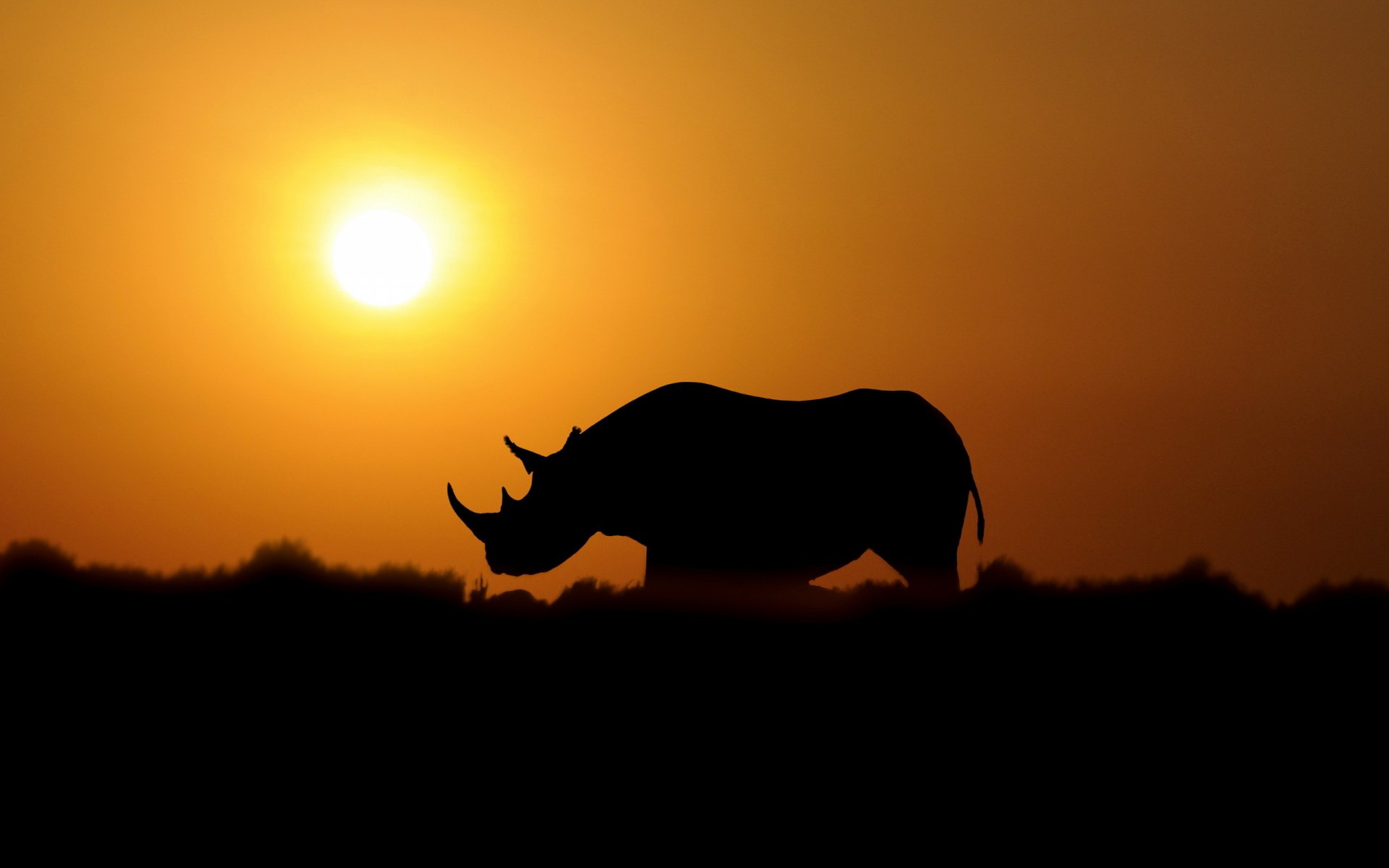 Download Animal Rhino HD Wallpaper | 2560x1600 | Wallpaper Abyss