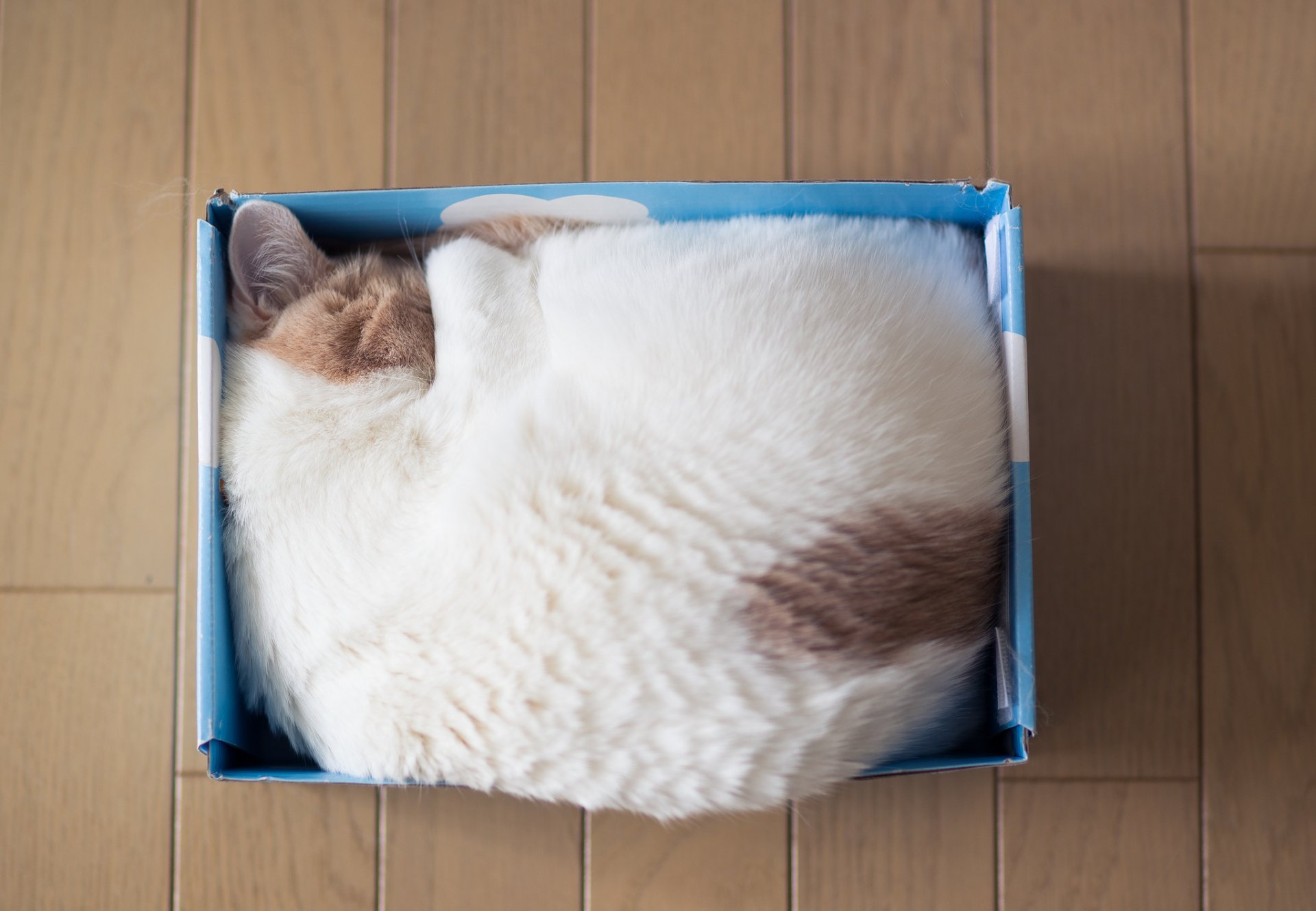 Cozy Cat in a Box - HD Wallpaper