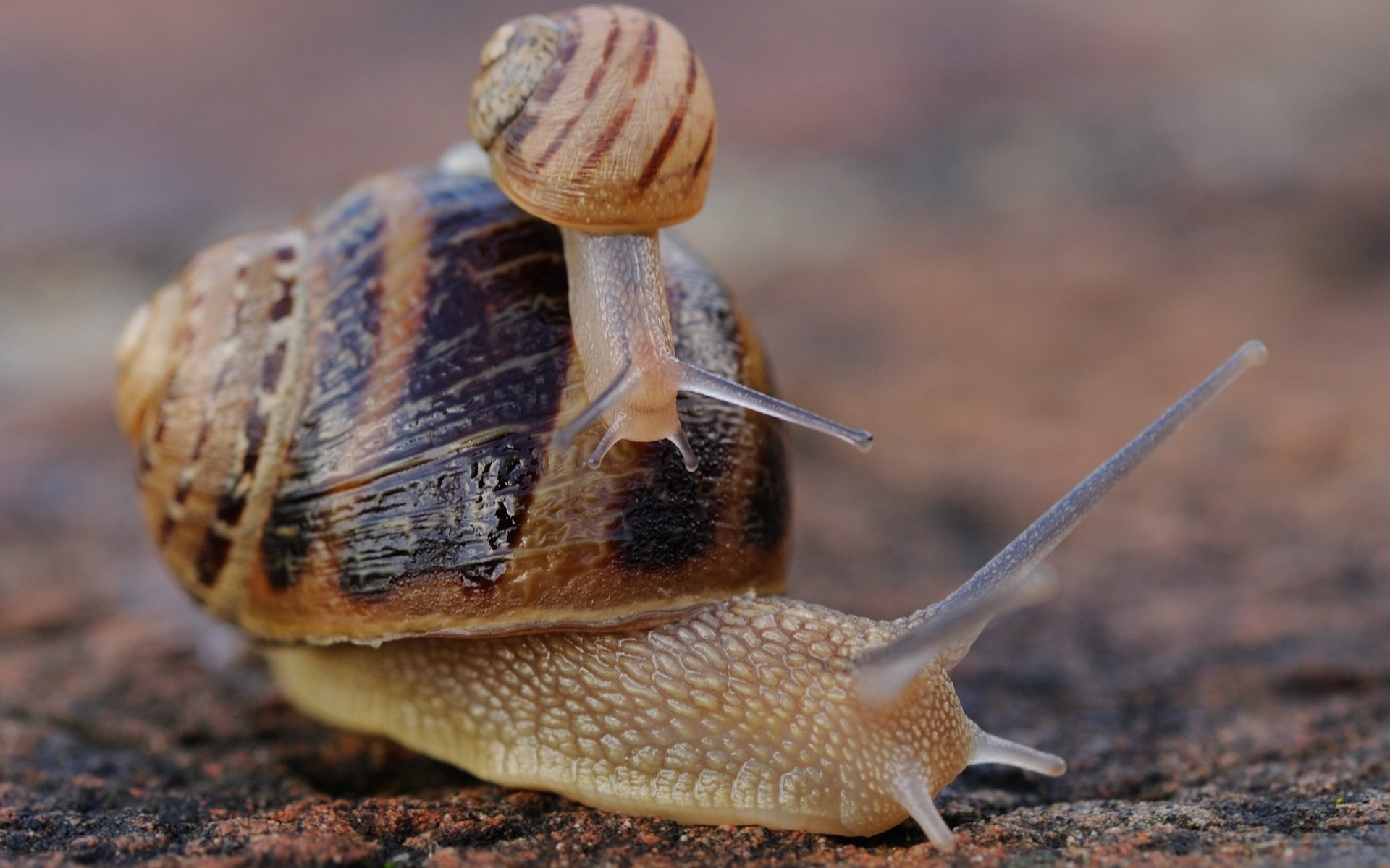 Download Animal Snail HD Wallpaper