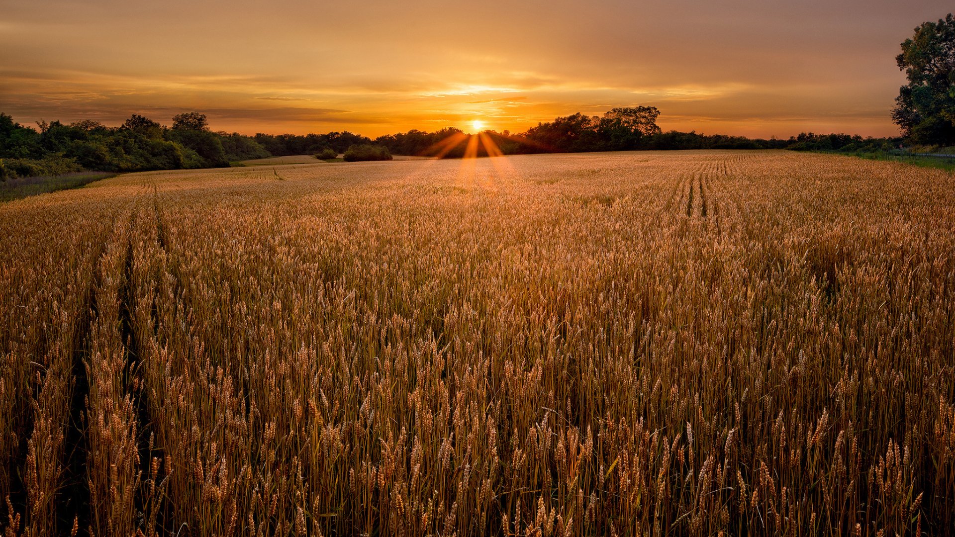 Golden Sunset Over Quiet Fields – Stunning Nature HD Wallpaper