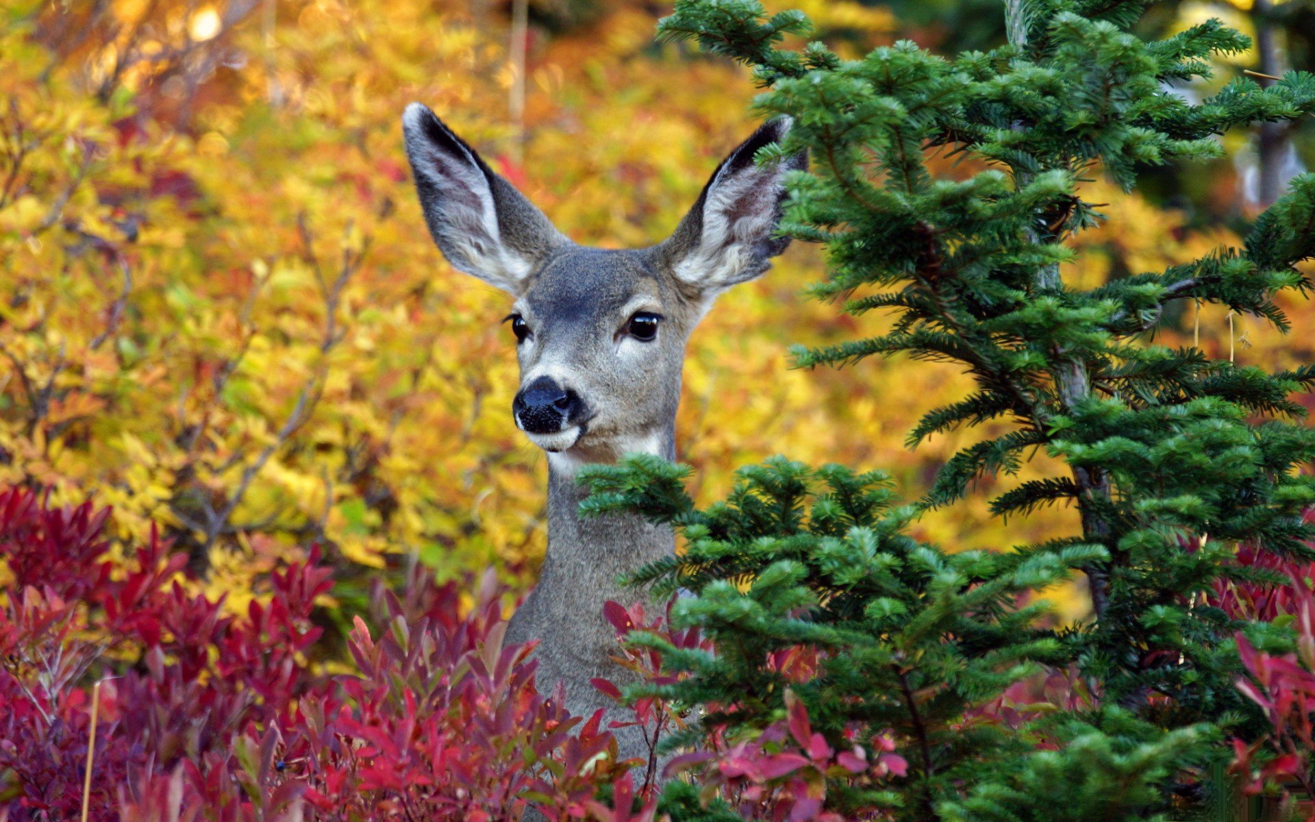 Majestic Deer in Vibrant Autumn Forest – HD Animal Wallpaper ...