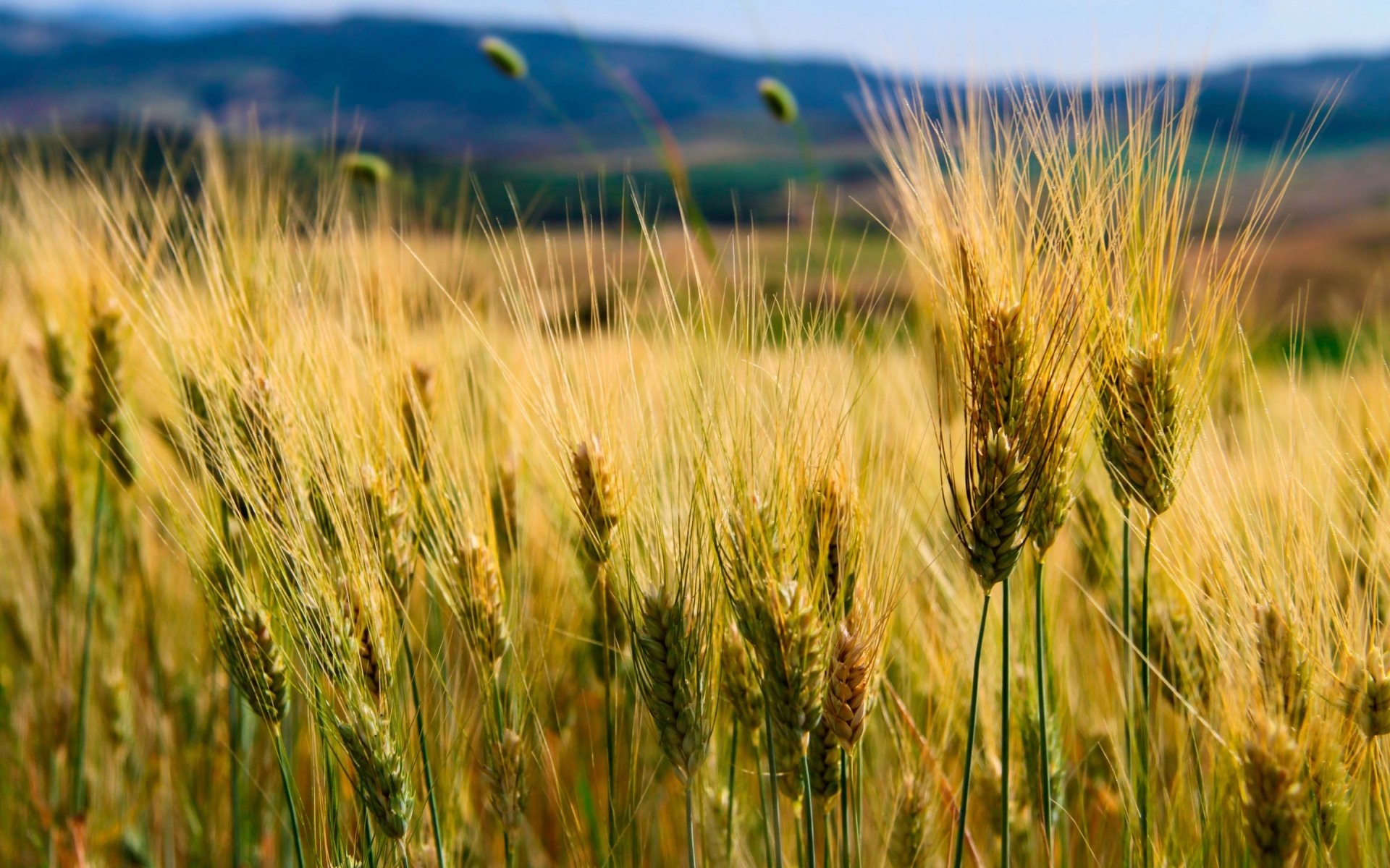 Download Nature Cornfield HD Wallpaper | 2880x1800 | Wallpaper Abyss