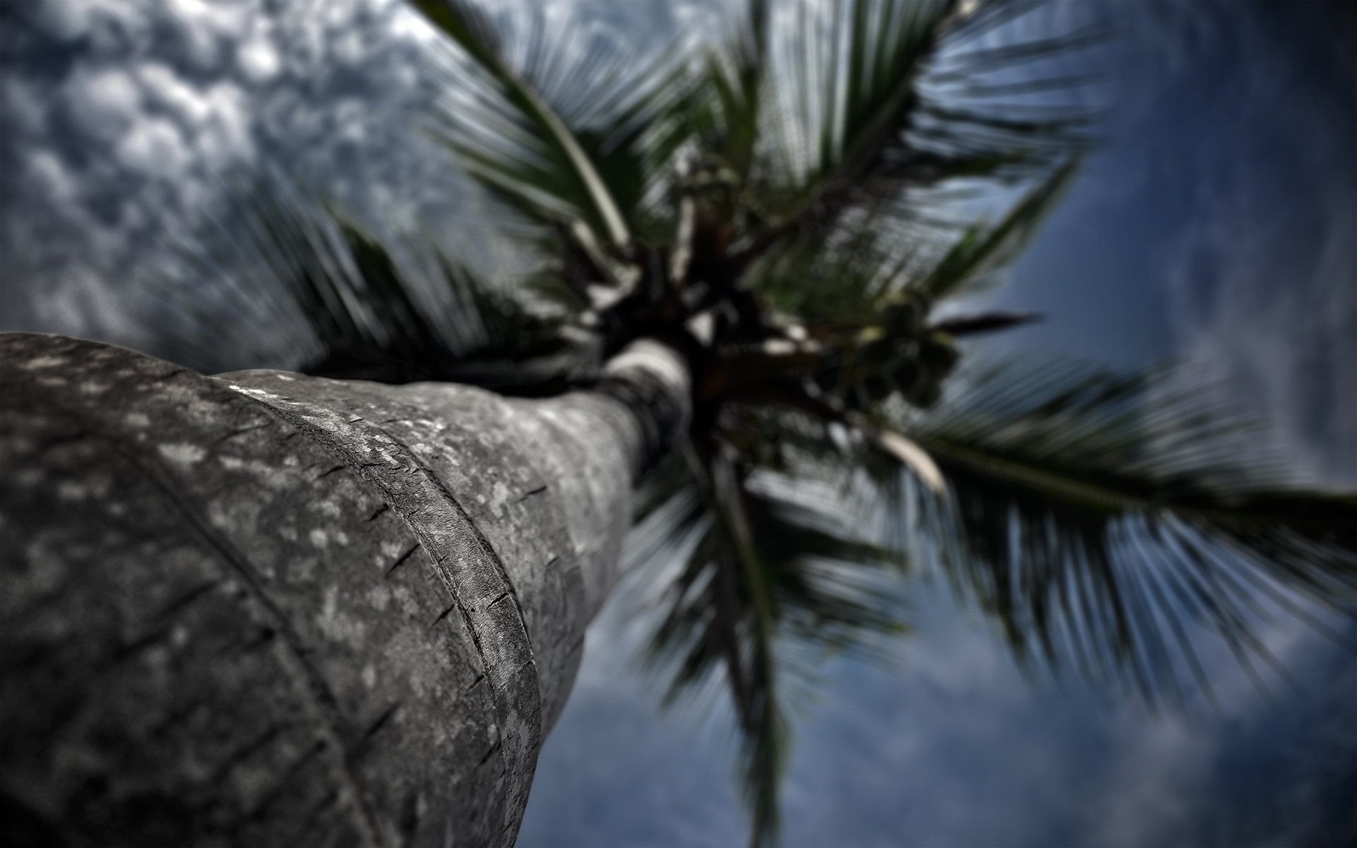 Majestic Palm Tree Panorama – HD Nature Wallpaper Bliss