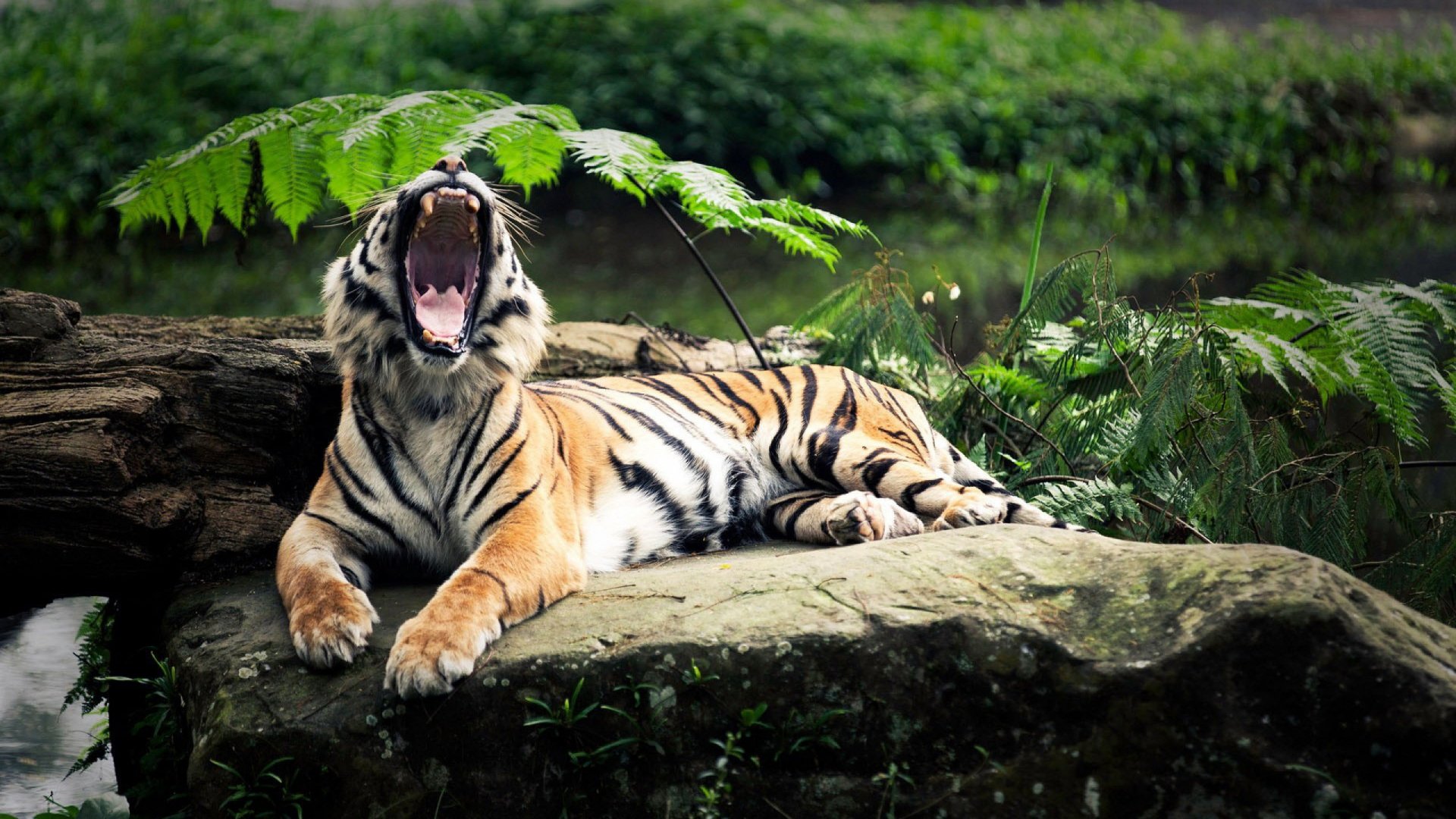Majestic Tiger HD Wallpaper: Nature's Fierce Beauty