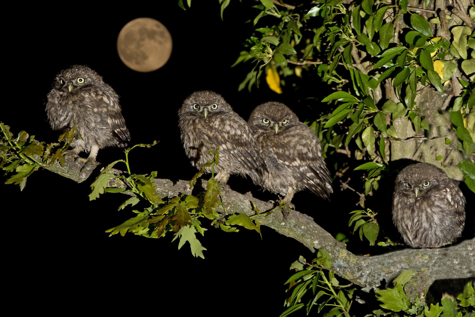 HD Wallpaper of Owls Under the Moonlight