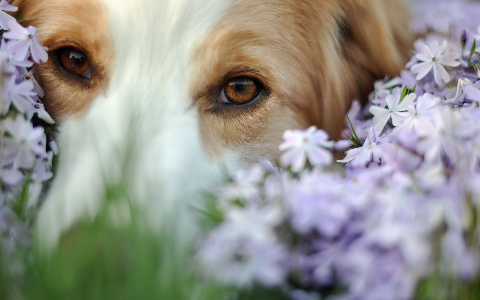 Adorable Dog Amidst Flowers - HD Wallpaper