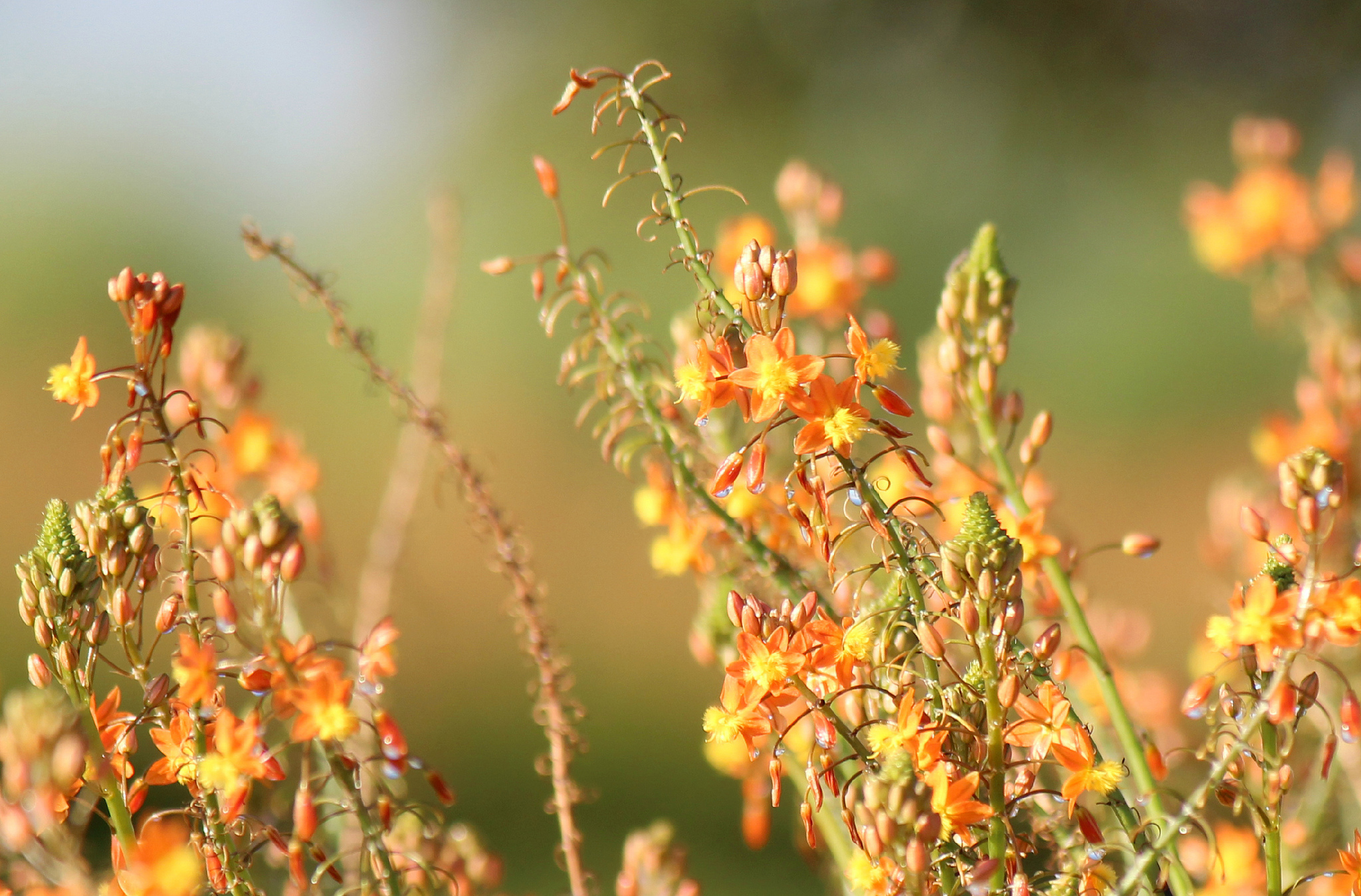Download Nature Flower HD Wallpaper