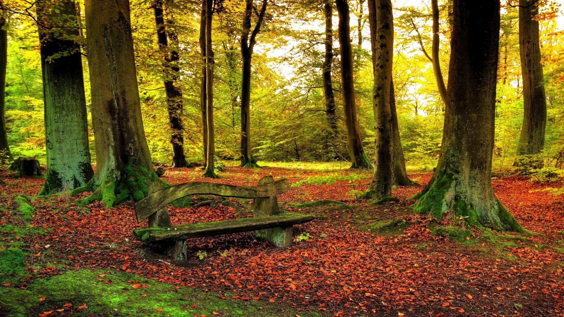 Serene Forest Glow | HD Nature Wallpaper | 1920x1080 | Wallpaper Abyss