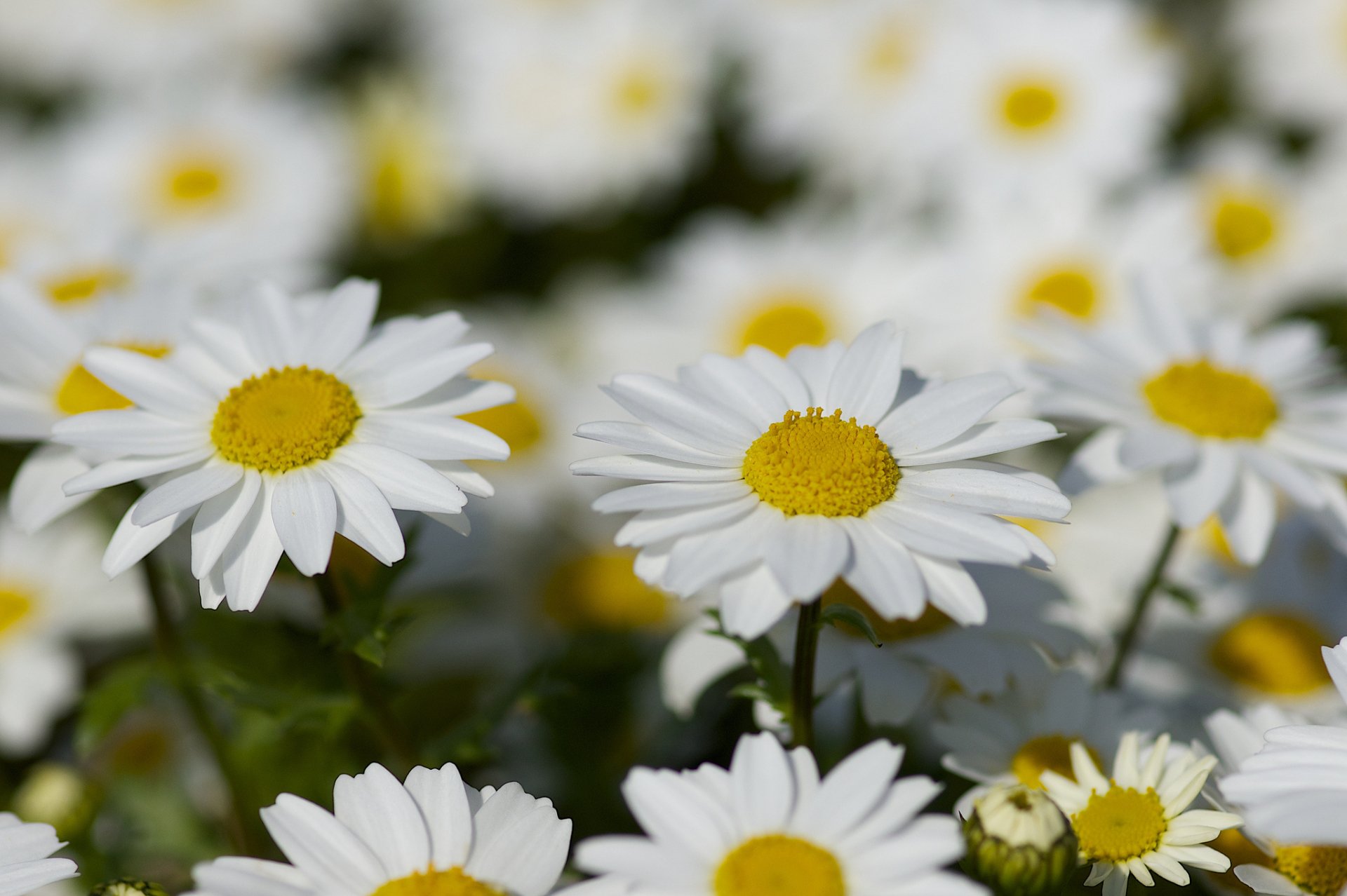 Nature Daisy HD Wallpaper