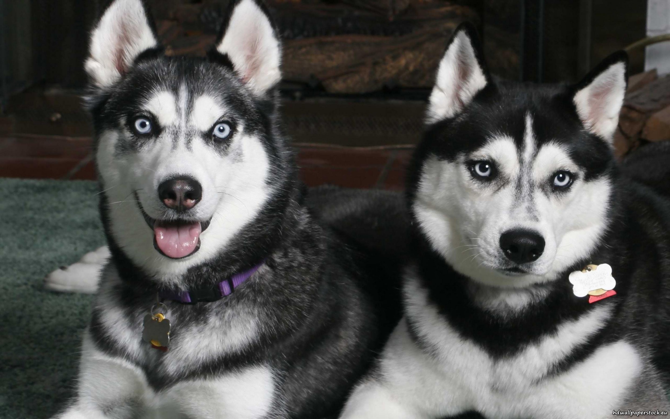 Stunning Husky Duo - HD Wallpaper