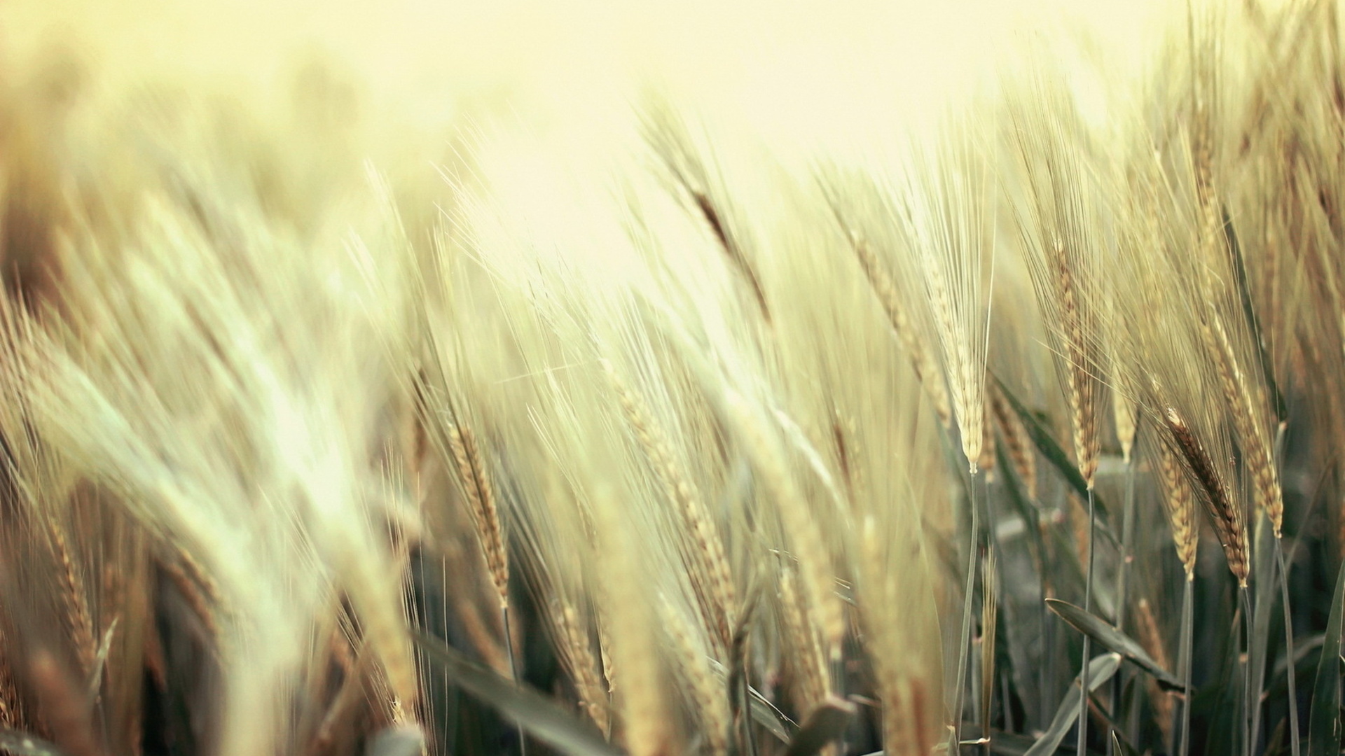 Download Nature Wheat HD Wallpaper