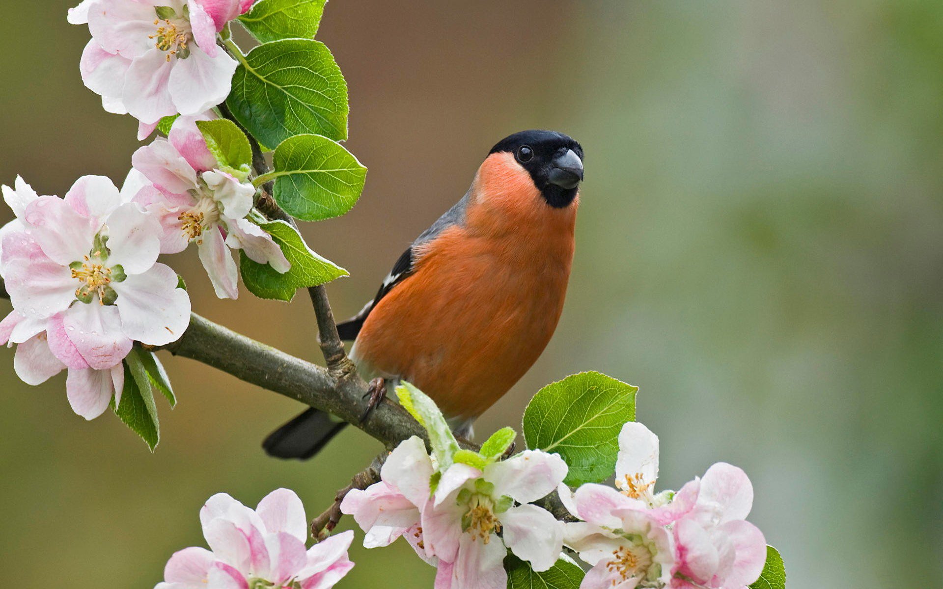 Spring Blossom: Beautiful Eurasian Bullfinch HD Wallpaper