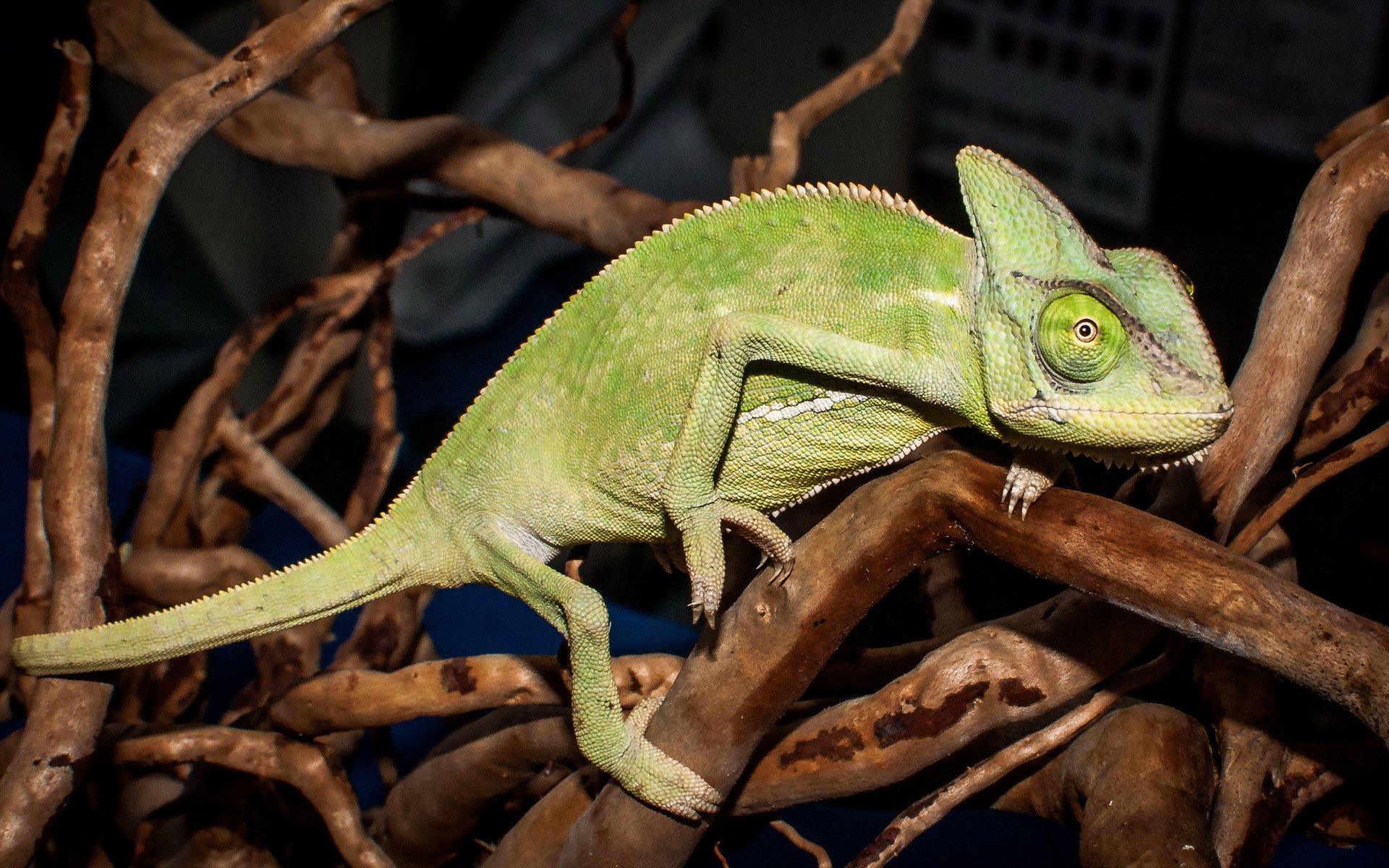 Vivid Chameleon HD Wallpaper – Master of Color and Camouflage
