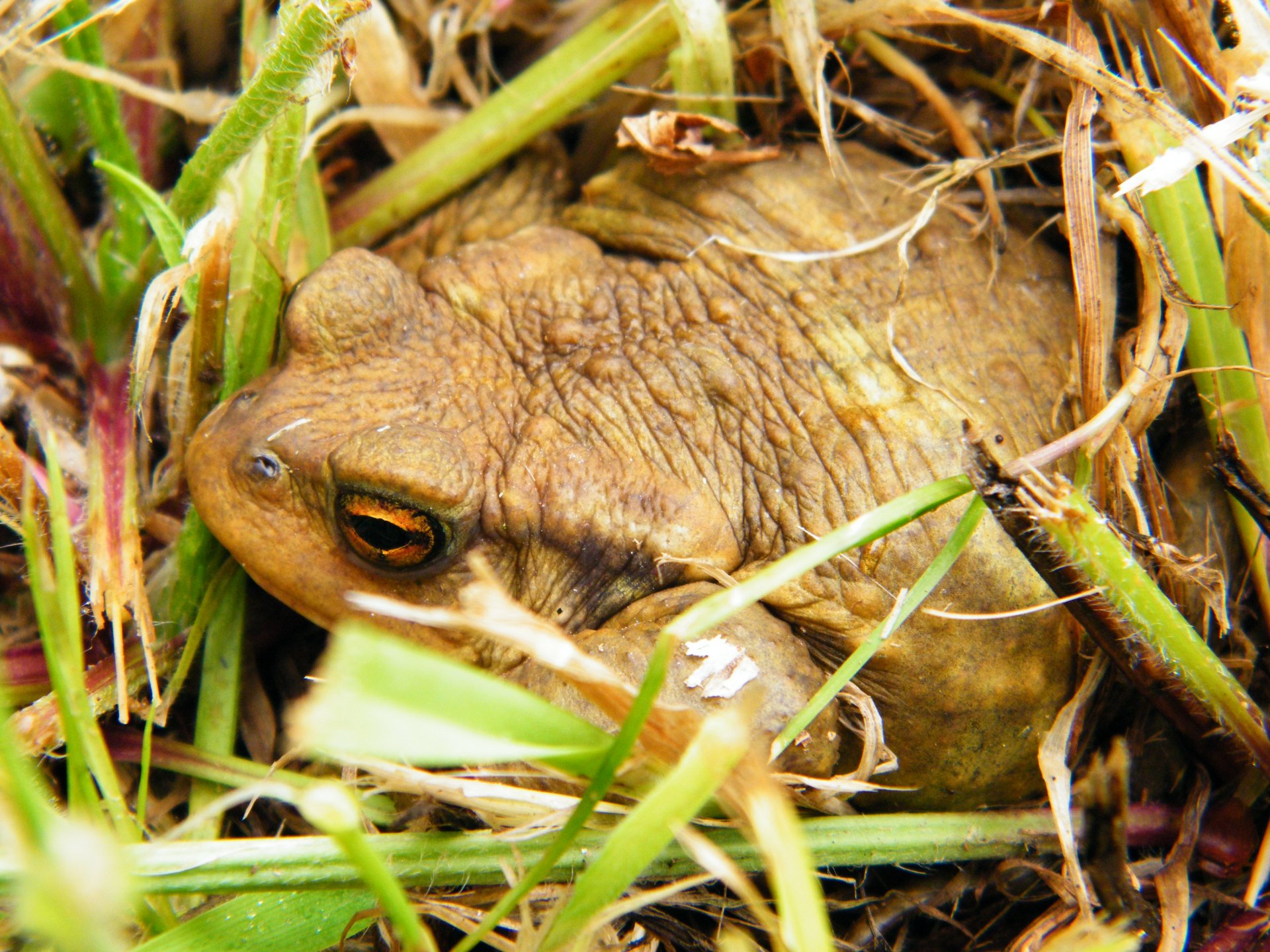 Download Animal Toad HD Wallpaper