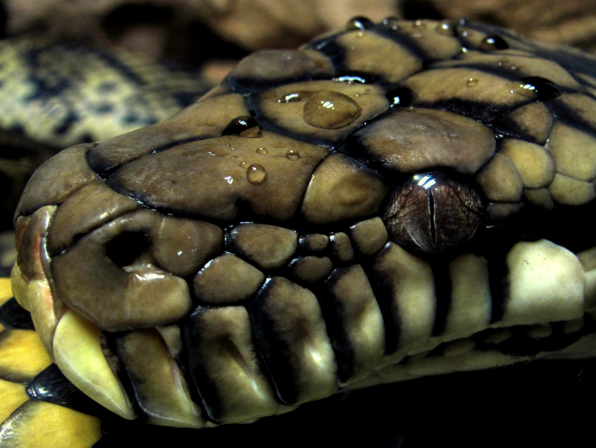 Download Animal Python HD Wallpaper