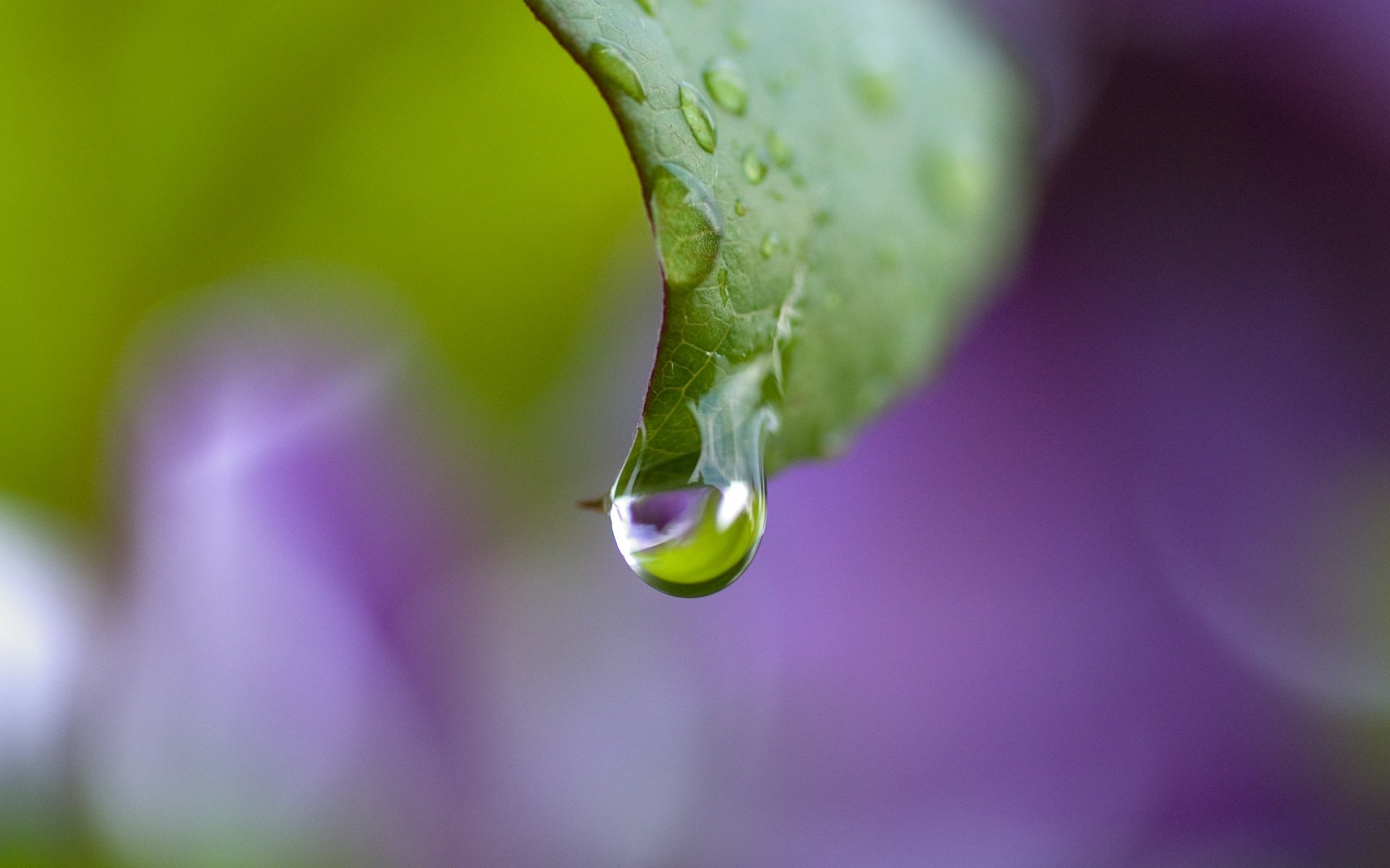 Nature's Elegance: HD Wallpaper of a Water Drop