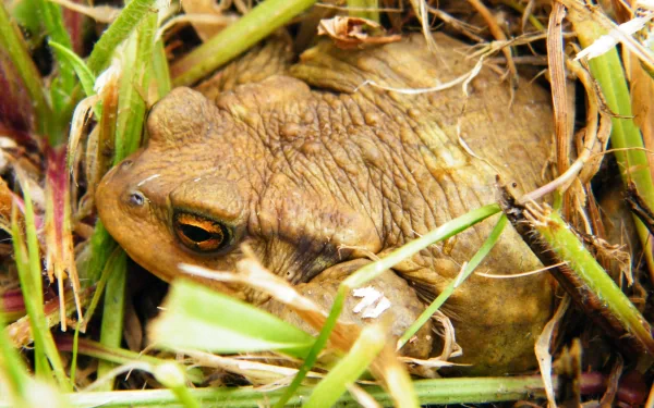 [10+] Toad 4k Wallpapers