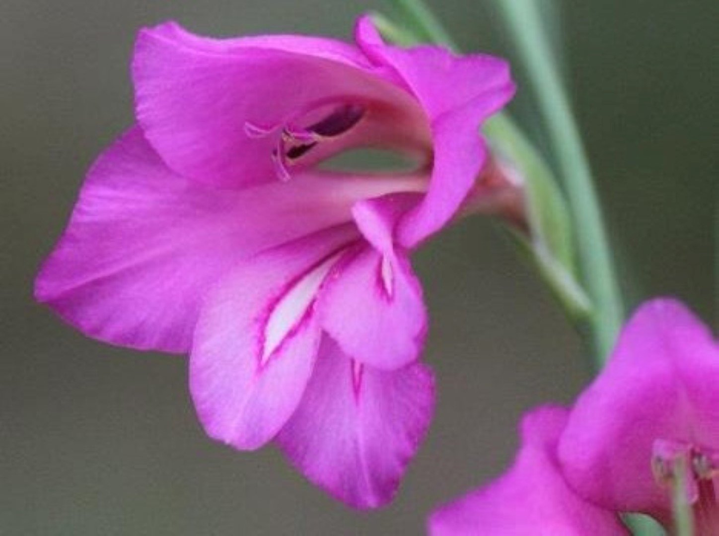 Download Nature Flower Wallpaper by 3brb55 | 1448x1080 | Wallpaper Abyss