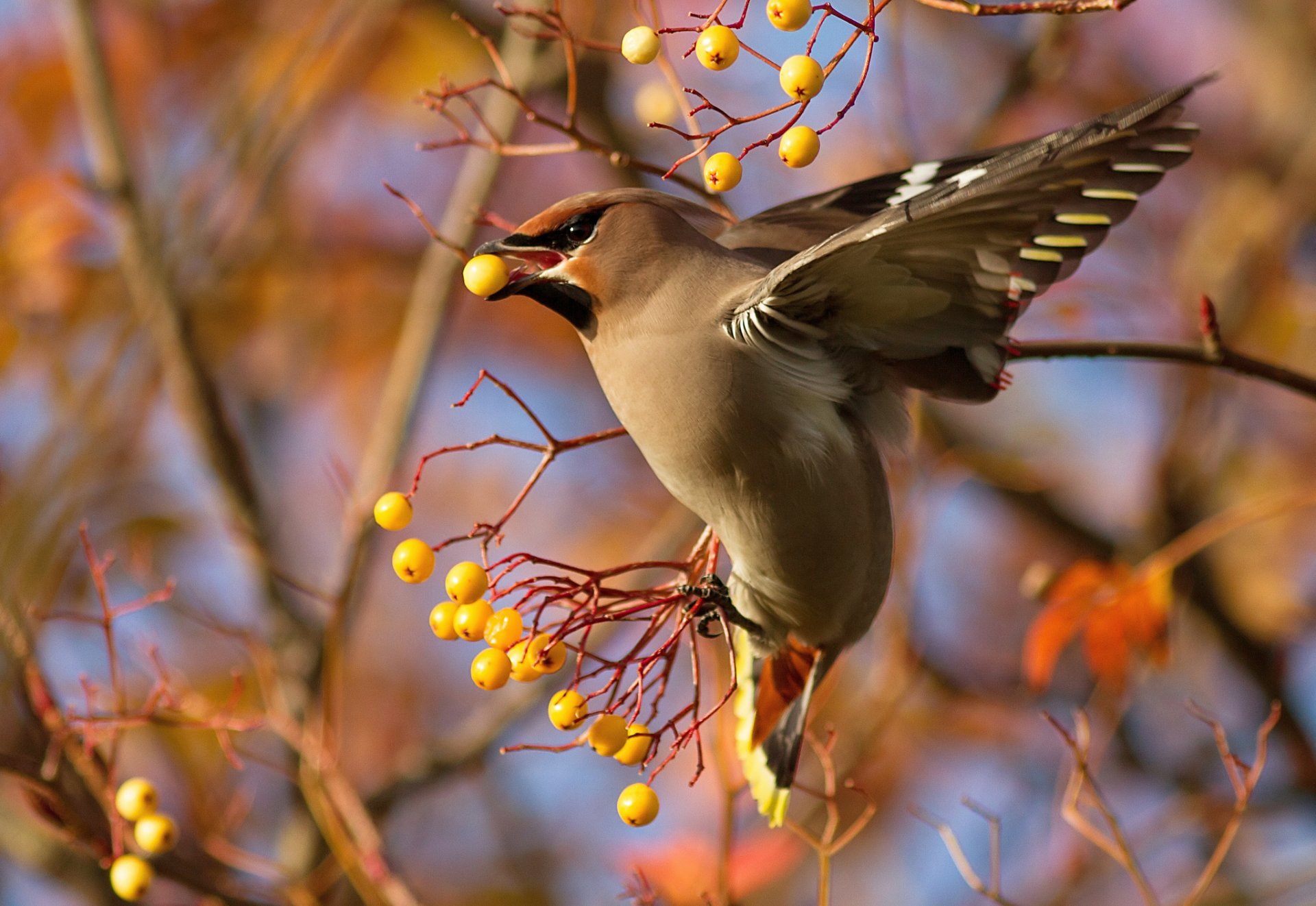 HD Cedar Waxwing in Autumn Wallpaper