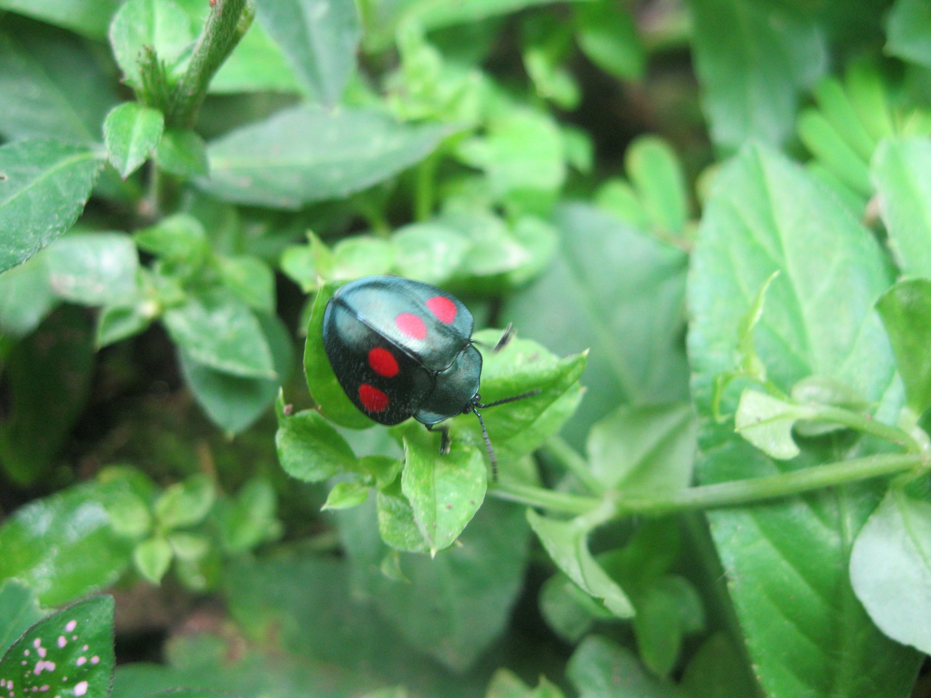 Animal Insect 4k Ultra HD Wallpaper