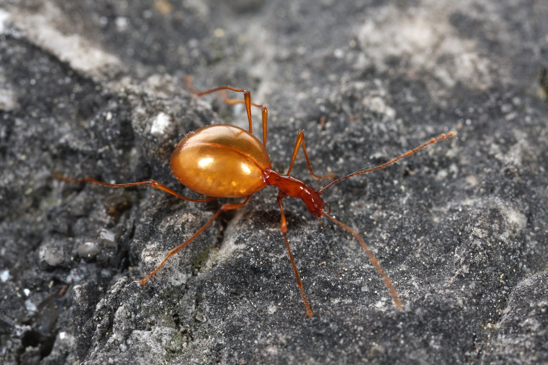 Download Animal Insect 4k Ultra HD Wallpaper | 3888x2592 | Wallpaper Abyss