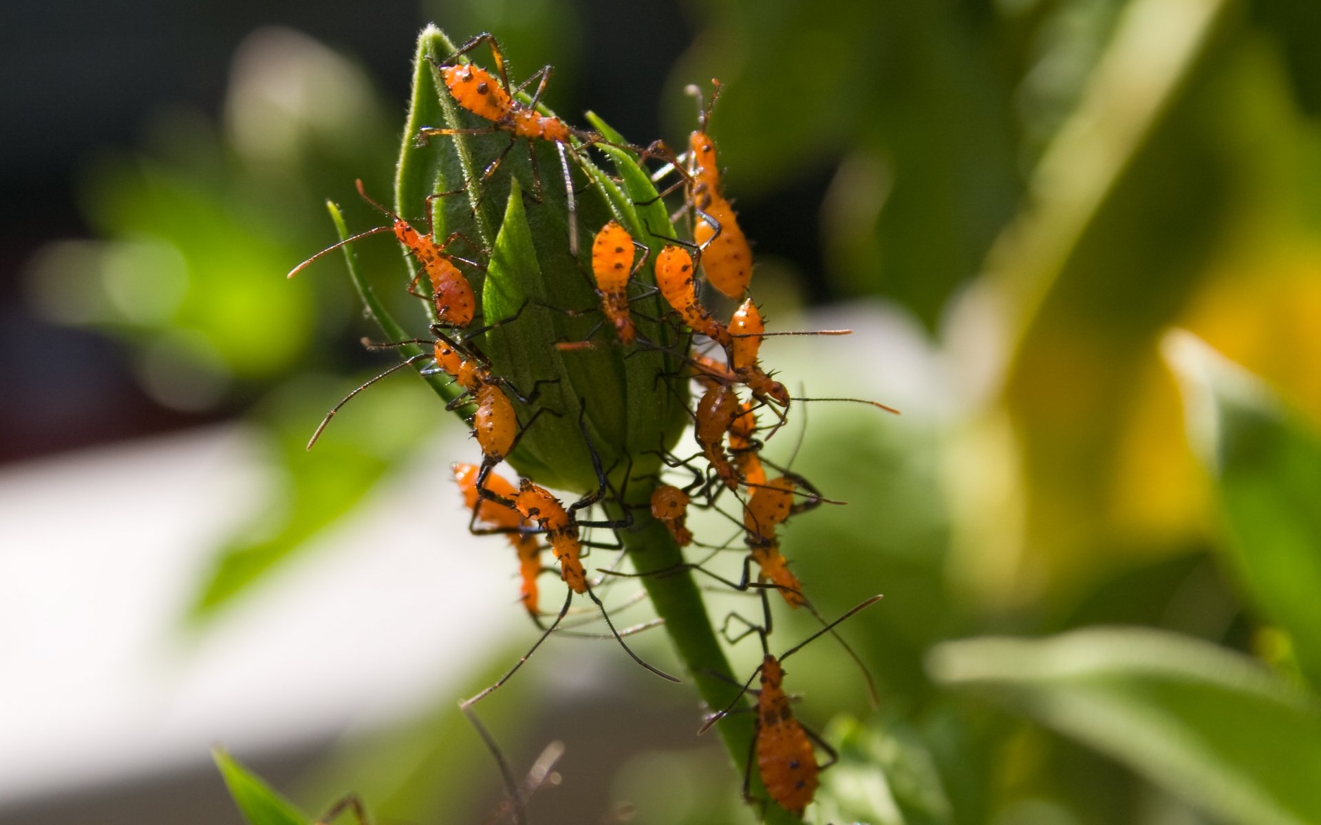 Download Animal Insect HD Wallpaper