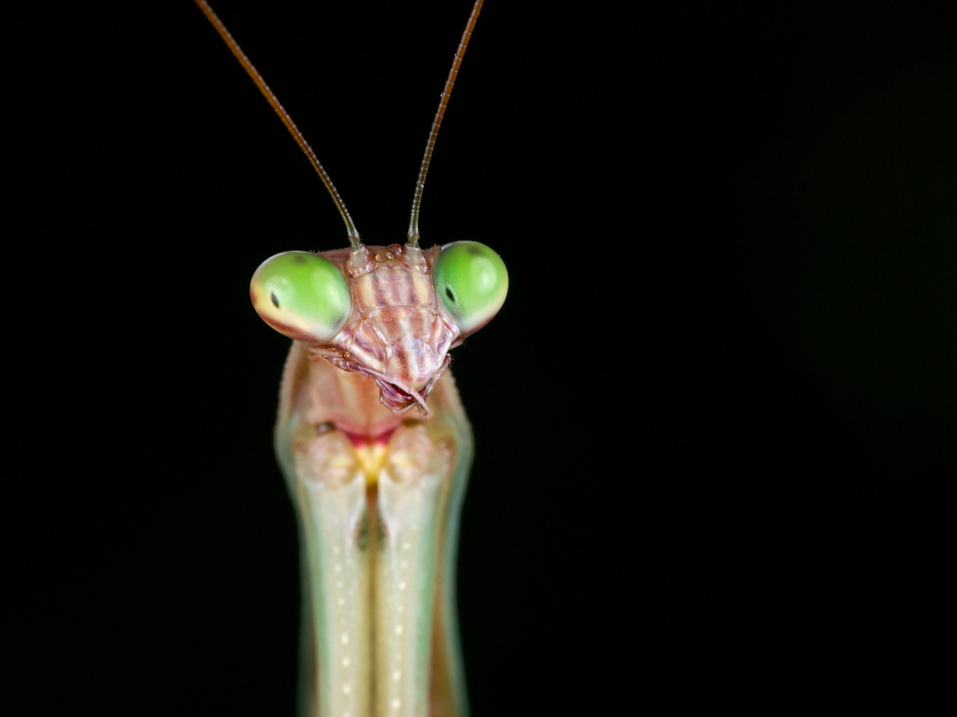 Download Animal Praying Mantis HD Wallpaper | 2559x1919 | Wallpaper Abyss