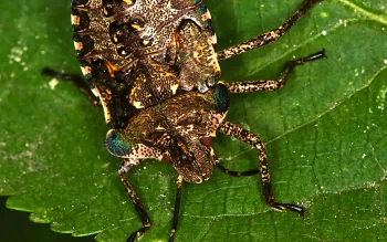 Download Animal Insect Image