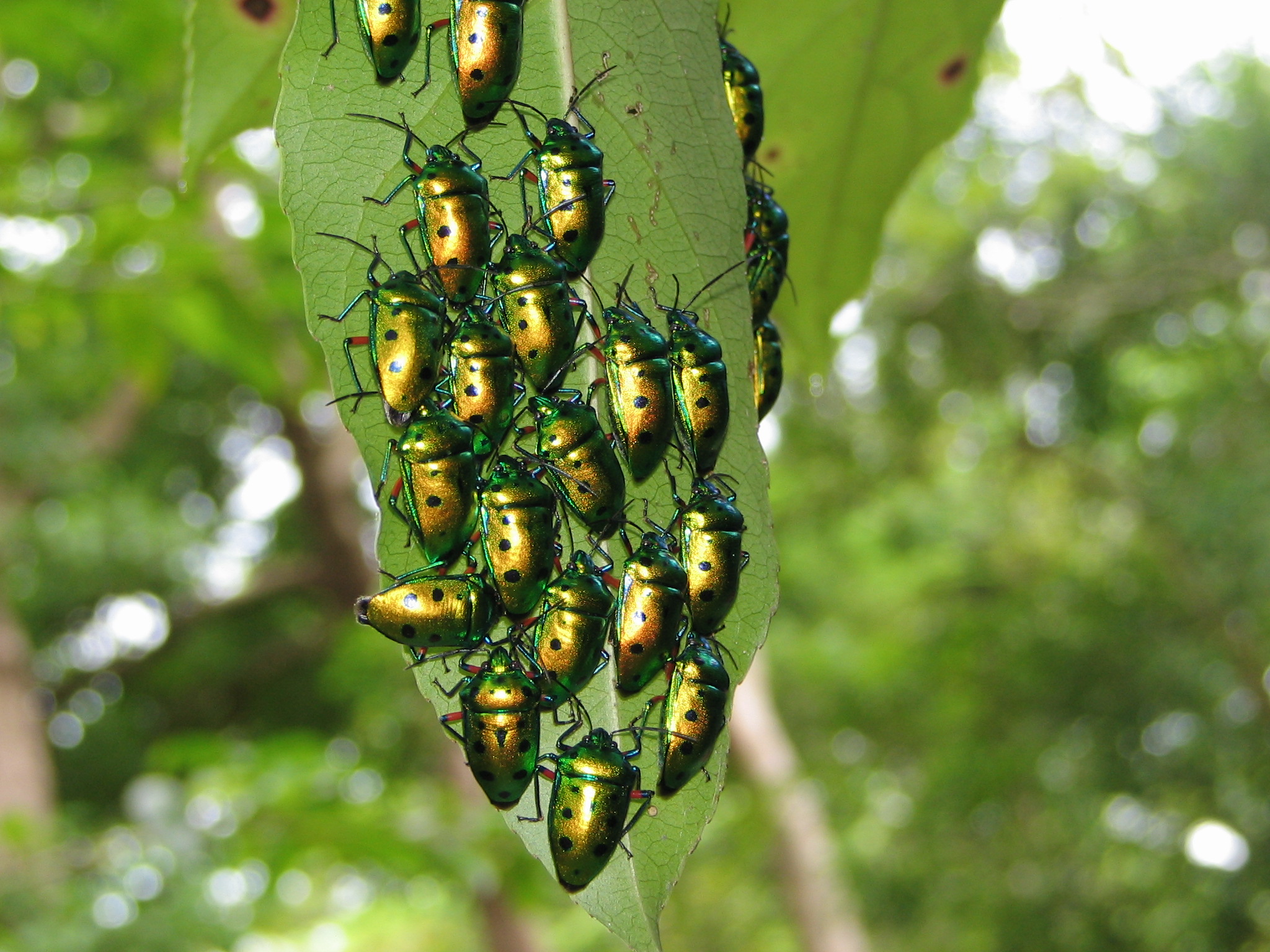 Download Animal Insect HD Wallpaper