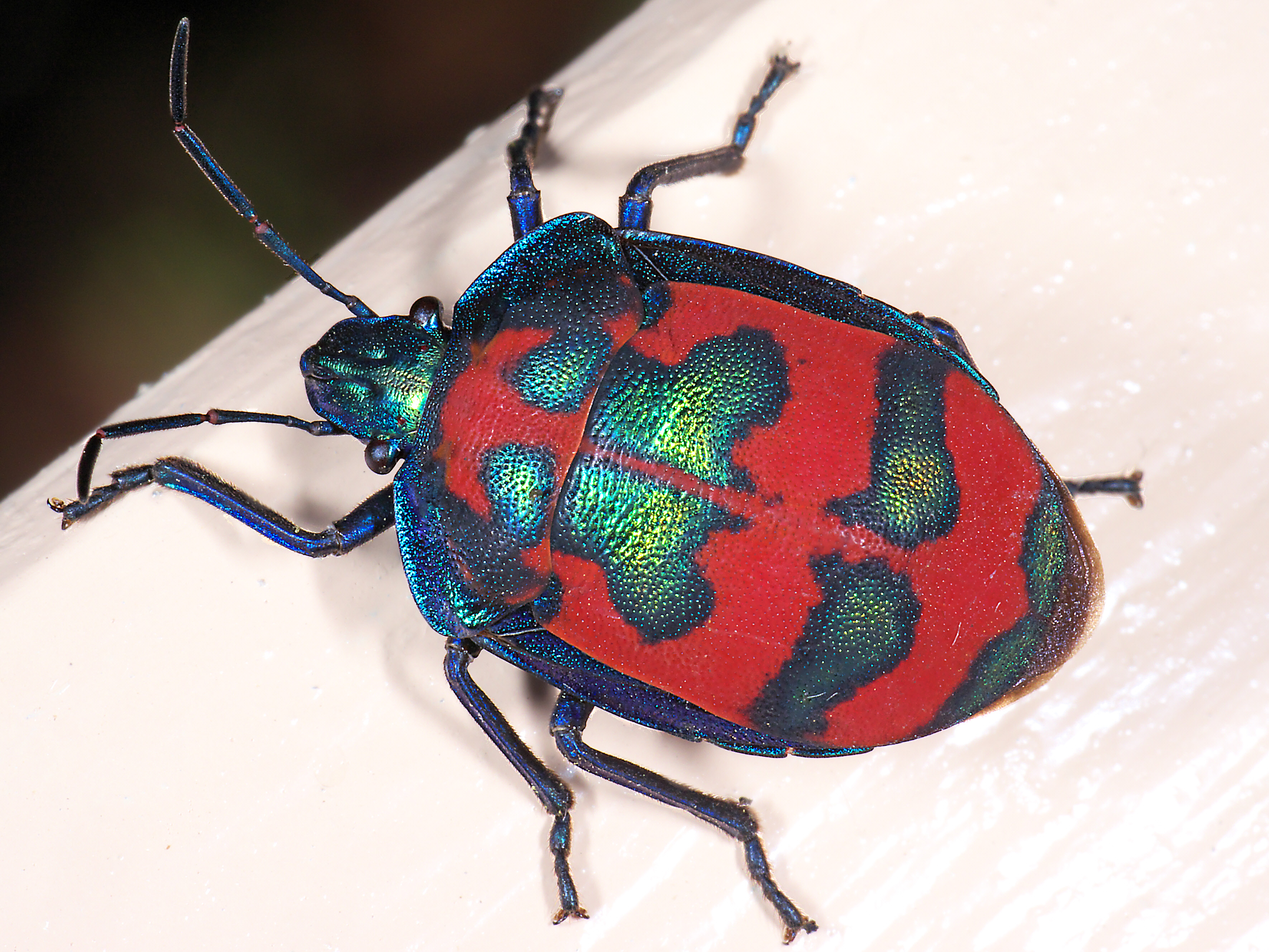 Download Animal Insect HD Wallpaper