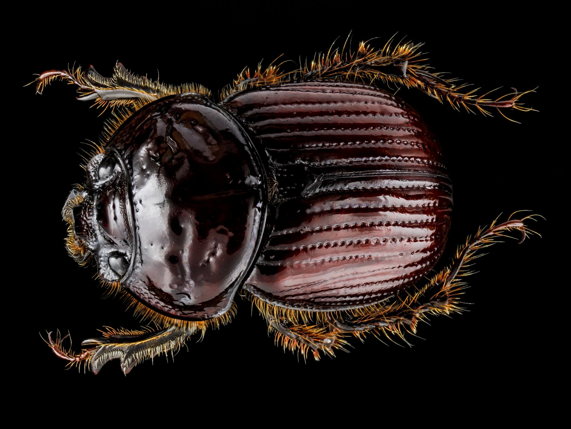 Download Animal Insect 4k Ultra HD Wallpaper