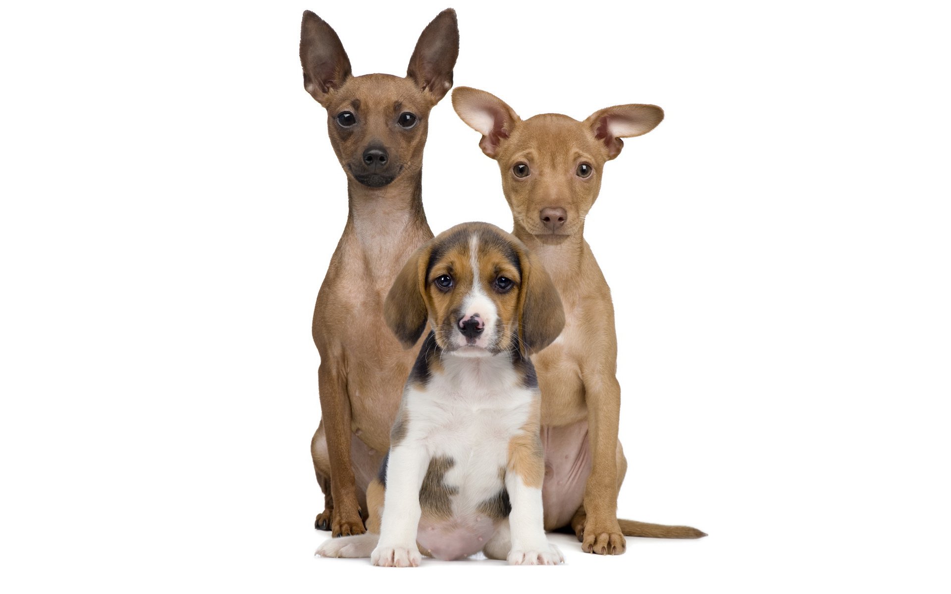 Adorable Dog Trio - HD Wallpaper for Animal Lovers