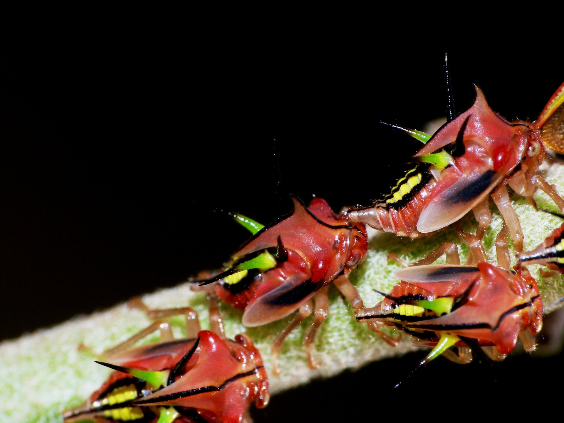 Download Animal Insect 4k Ultra HD Wallpaper