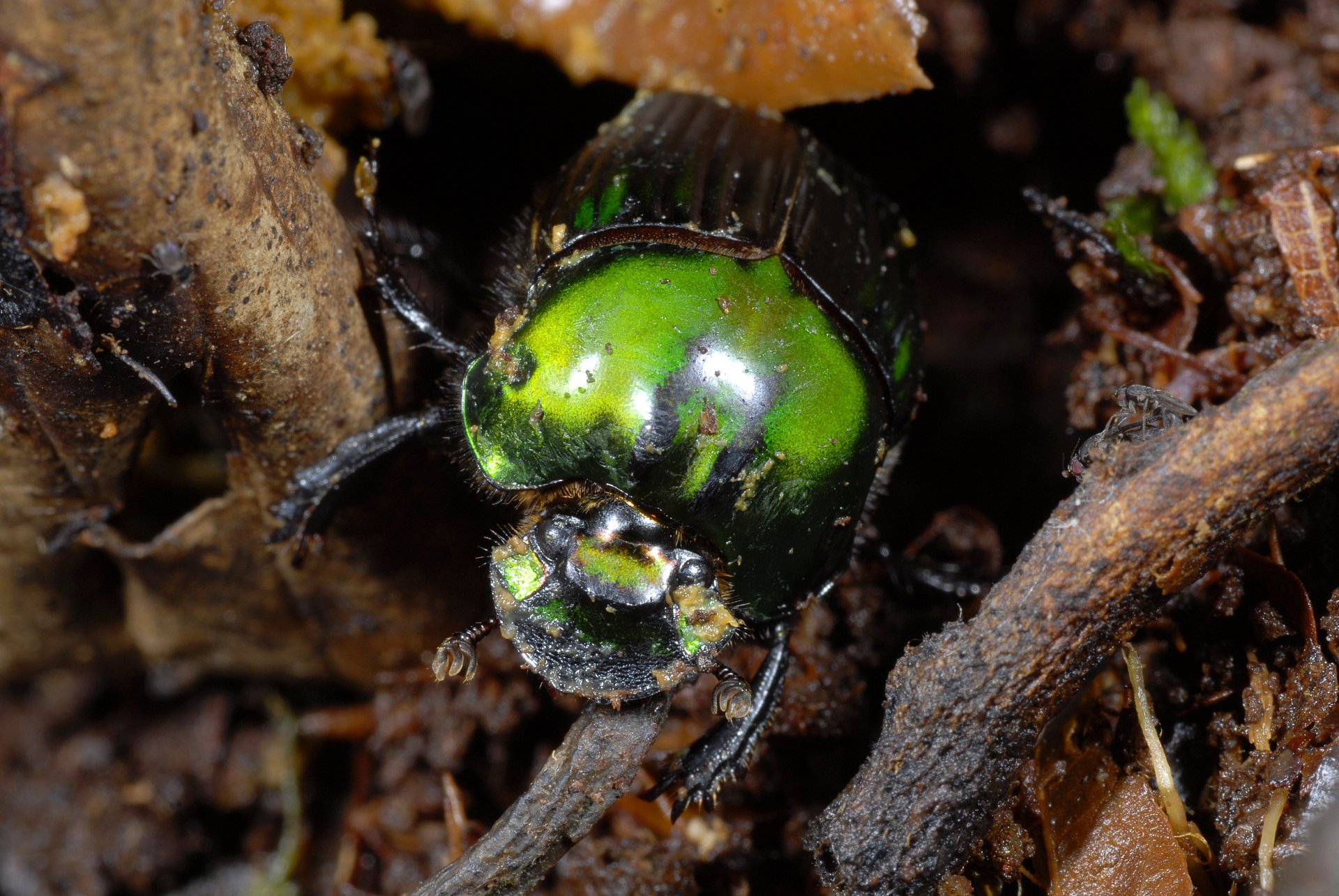 Download Animal Insect 4k Ultra HD Wallpaper