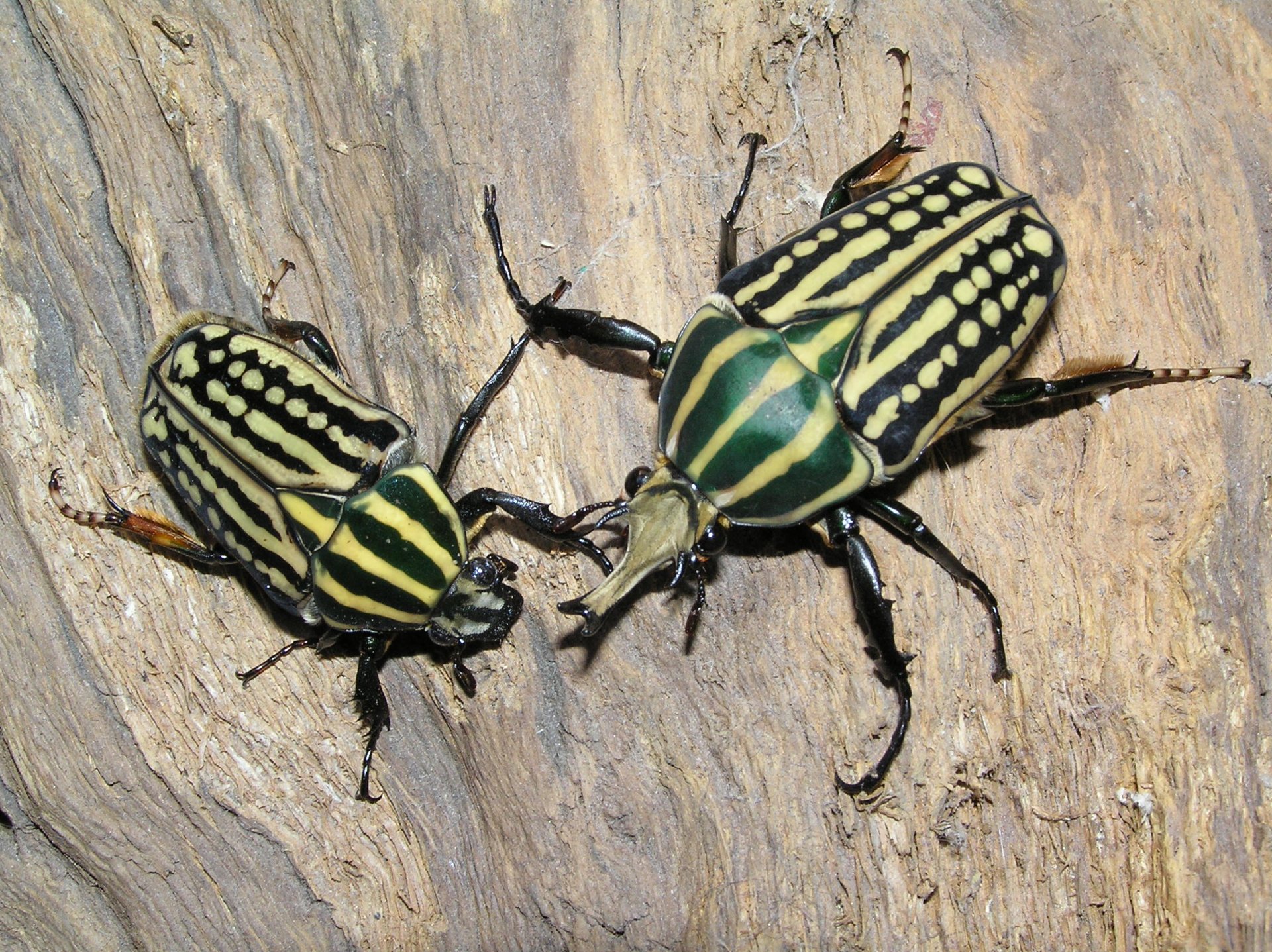 Download Insect Animal Beetle HD Wallpaper