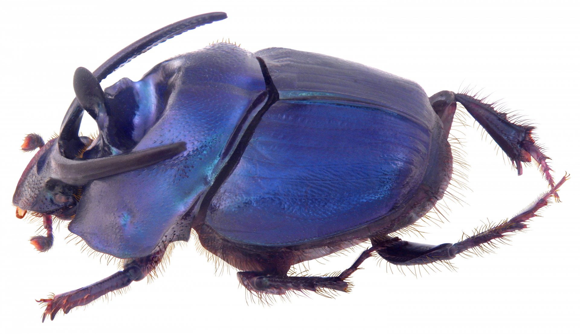Download Animal Insect 4k Ultra HD Wallpaper | 6144x3544 | Wallpaper Abyss